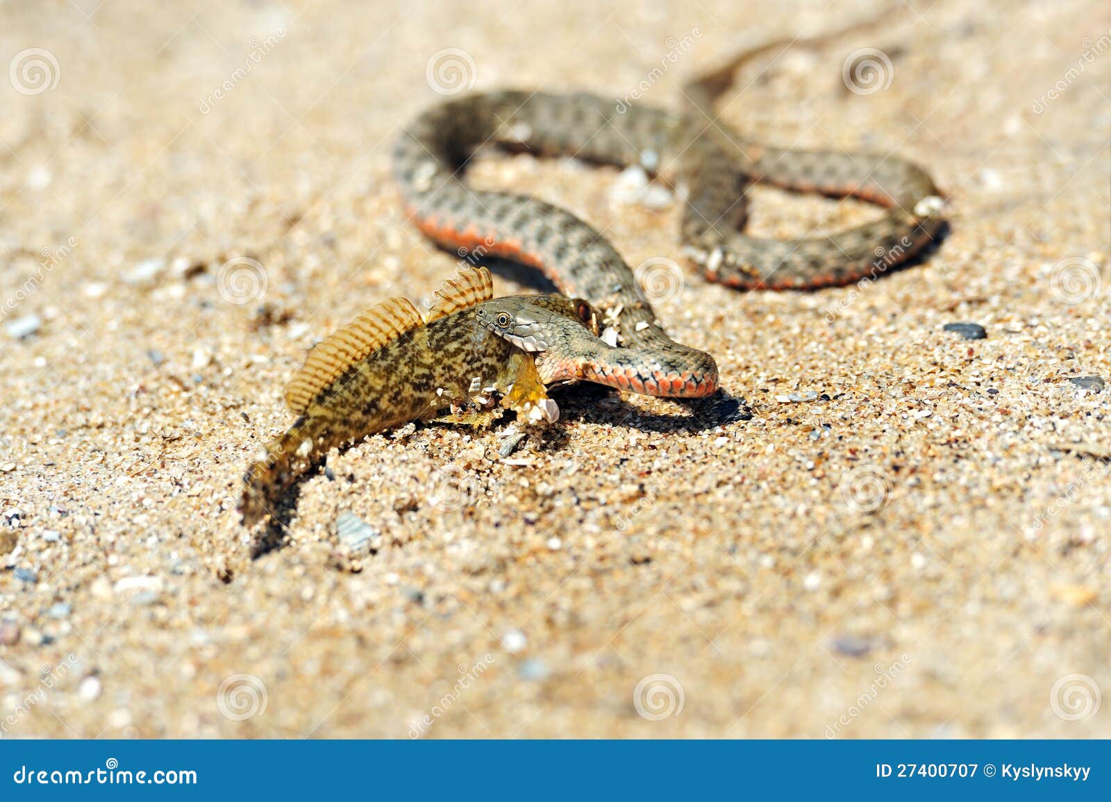 Snake with a booty stock image. Image of viper, environmental - 27400707