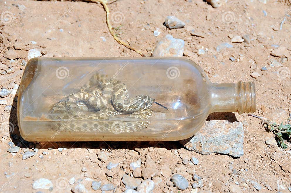 Snake in a bottle stock photo. Image of reptile, bottle - 16078904
