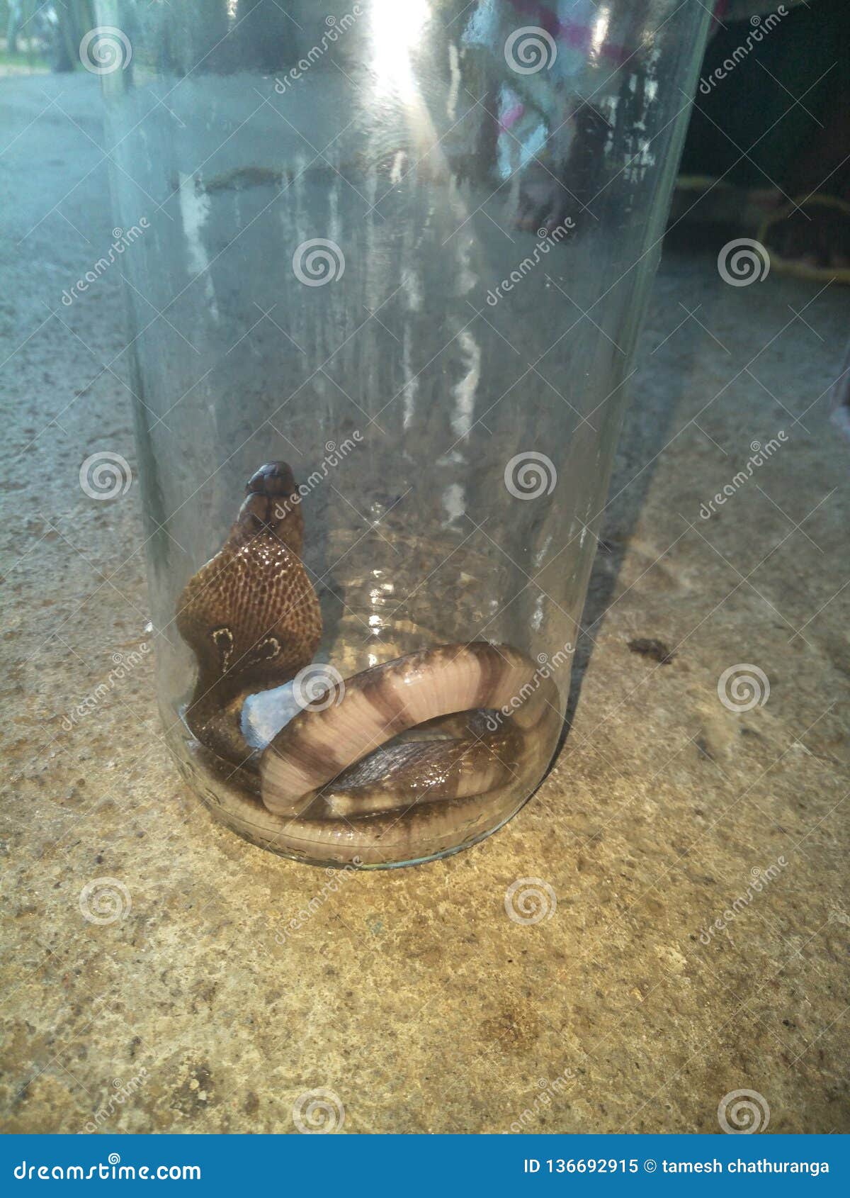 Snake in the bottle stock image. Image of srilanka, endemic - 136692915
