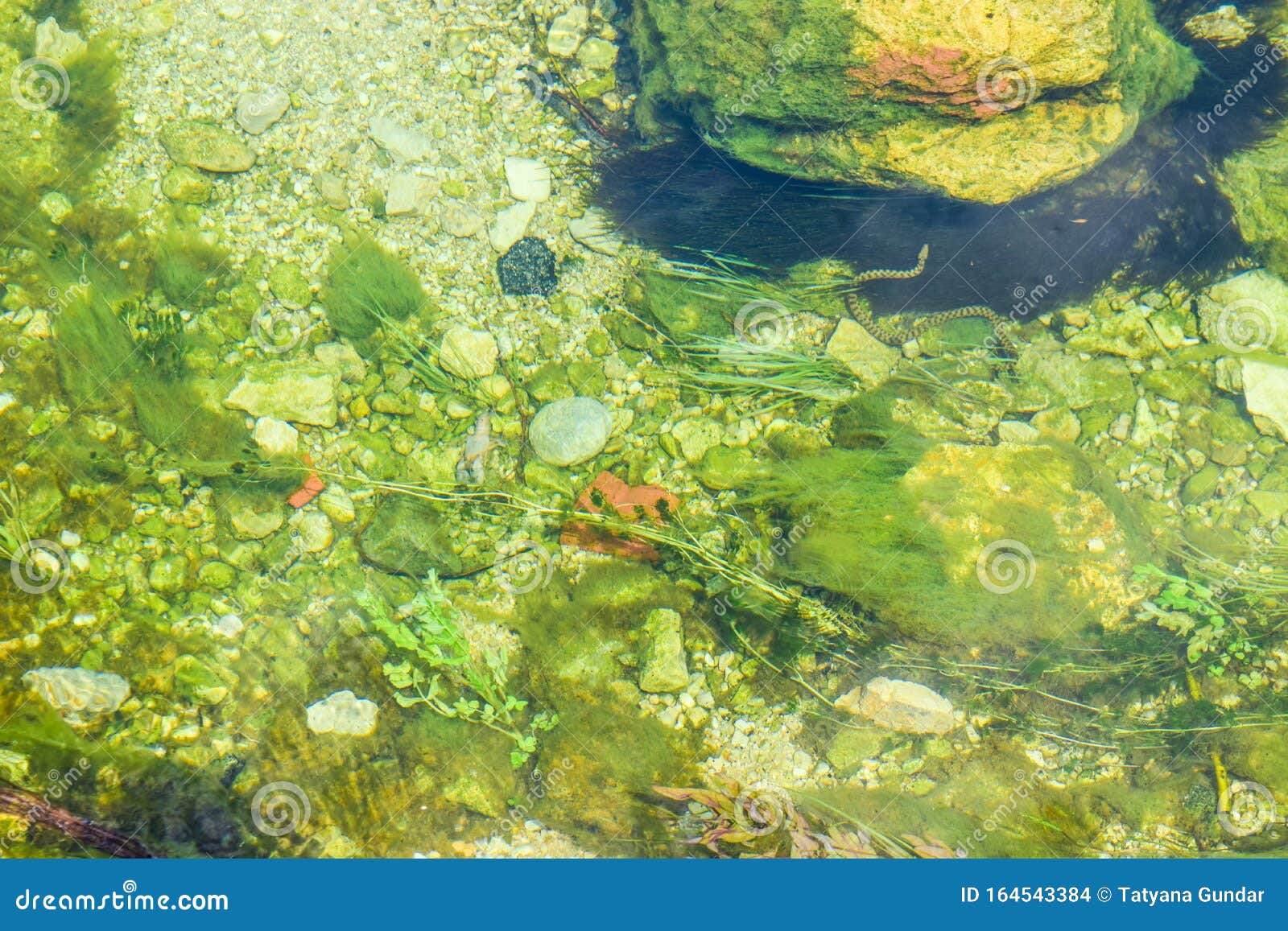 The river bottom stock photo. Image of pebble, grand - 164543384