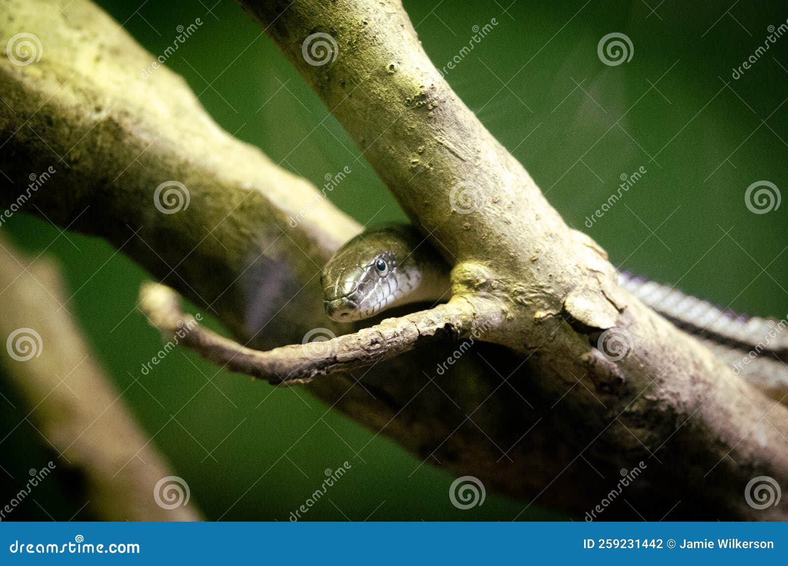Snake stock photo. Image of green, brown, snake, branch - 259231442
