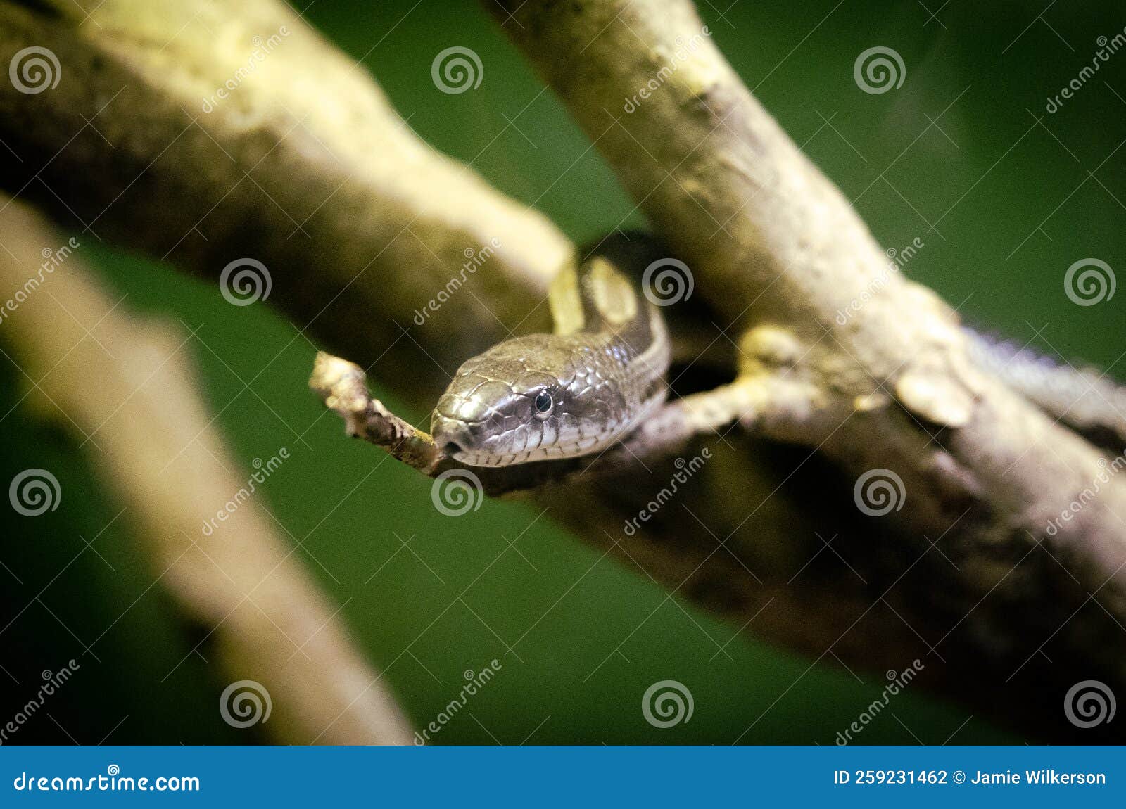 Snake stock photo. Image of snake, brown, reptile, branch - 259231462