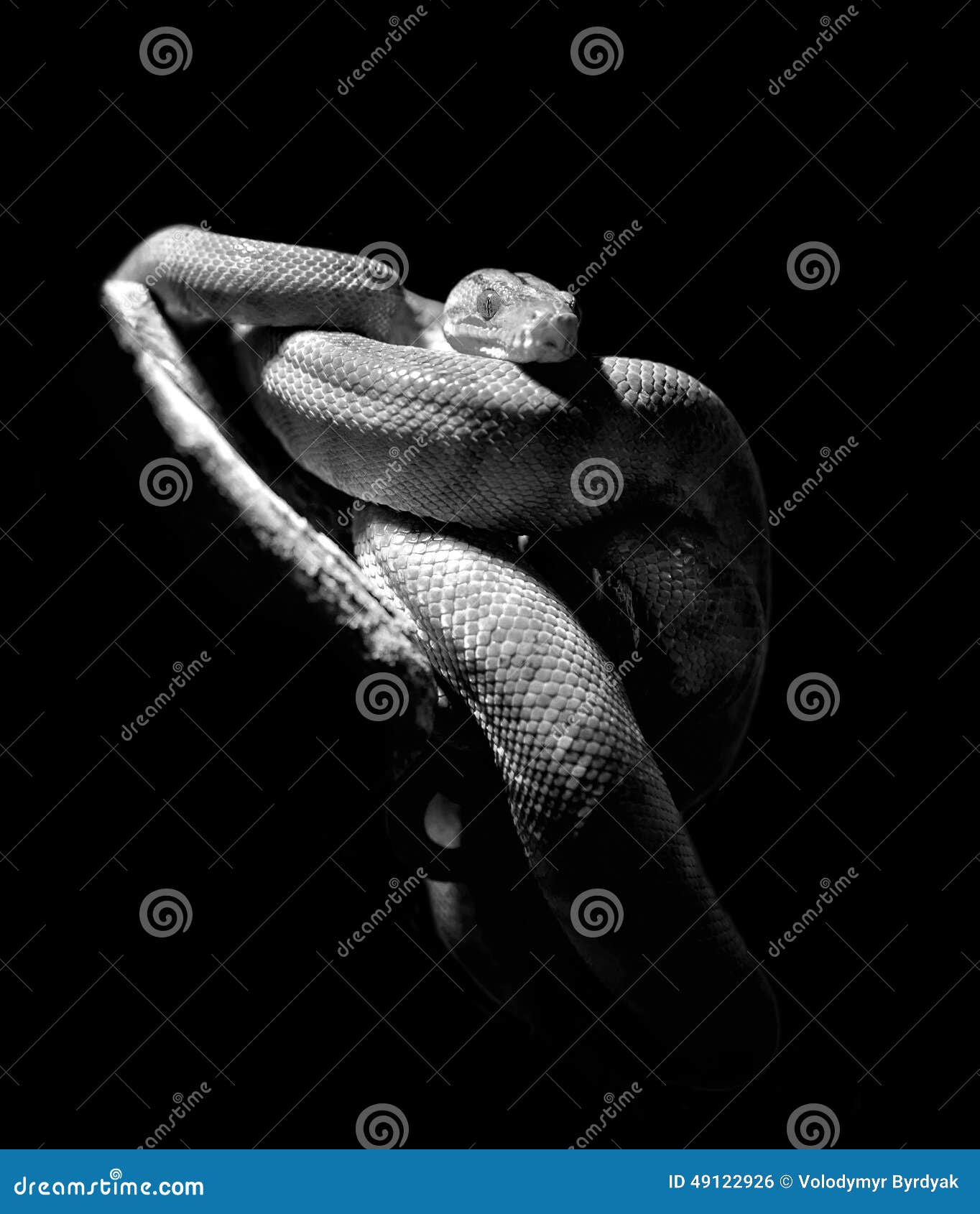 Snake stock photo. Image of fauna, poisonous, ecology - 49122926
