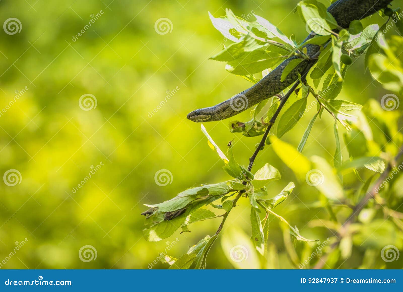 Snake on a Branch in Europe Stock Image - Image of animal, nature: 92847937