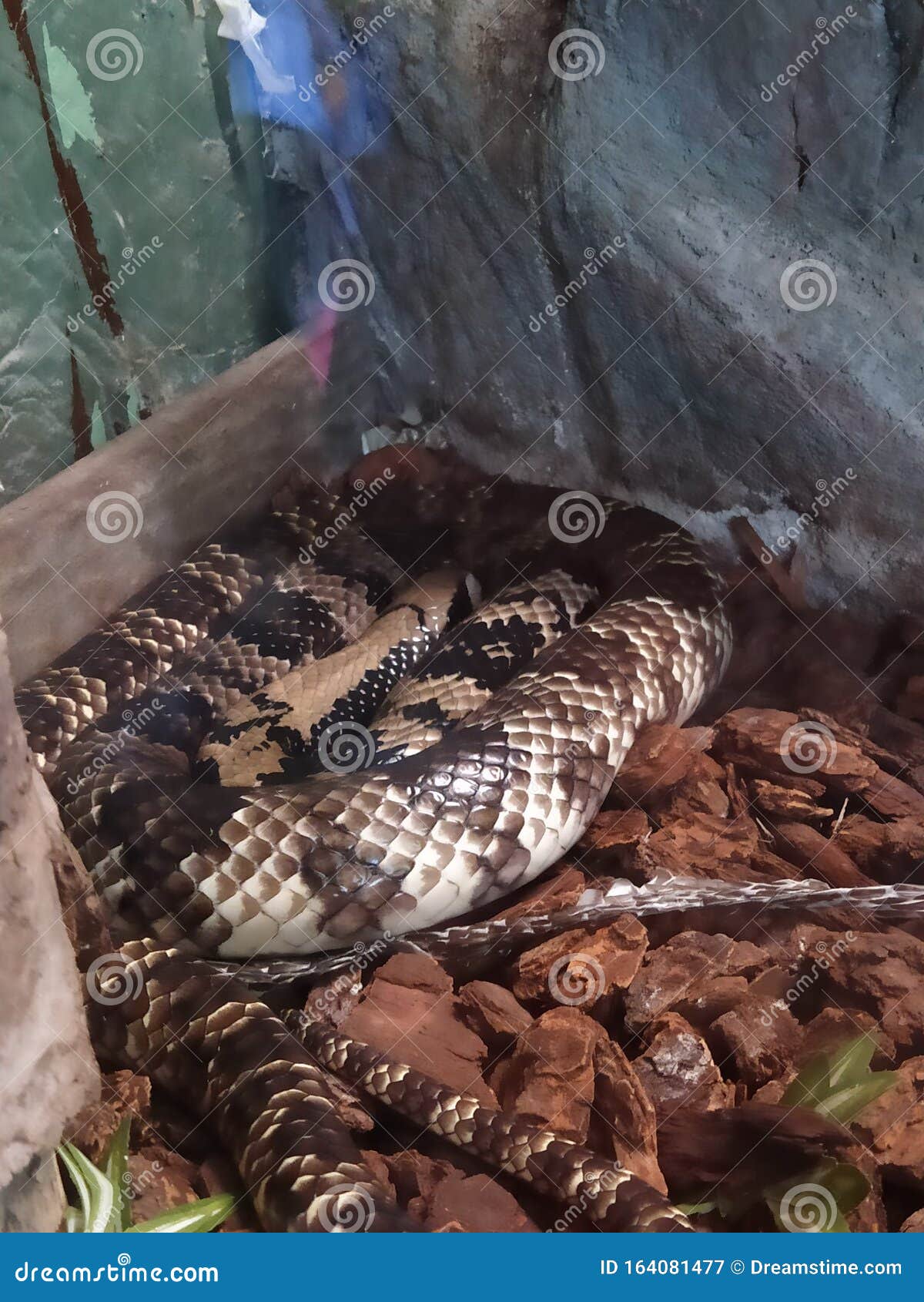 Snake stock image. Image of brown, animal, snake, poison - 164081477