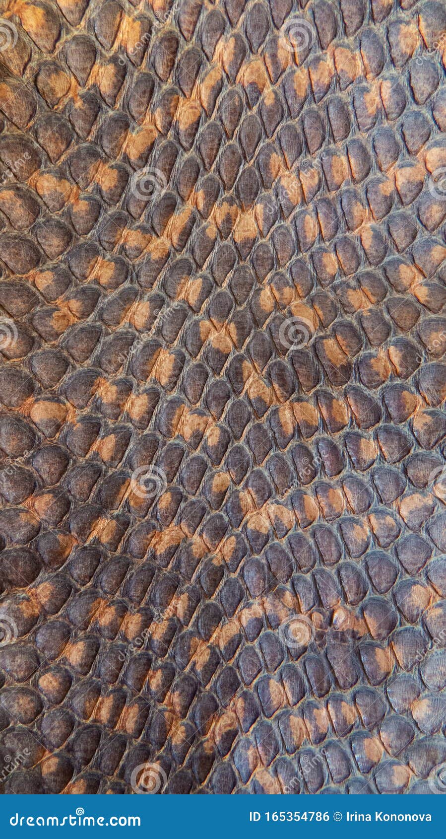 Snake brown skin texture stock photo. Image of abstract - 165354786