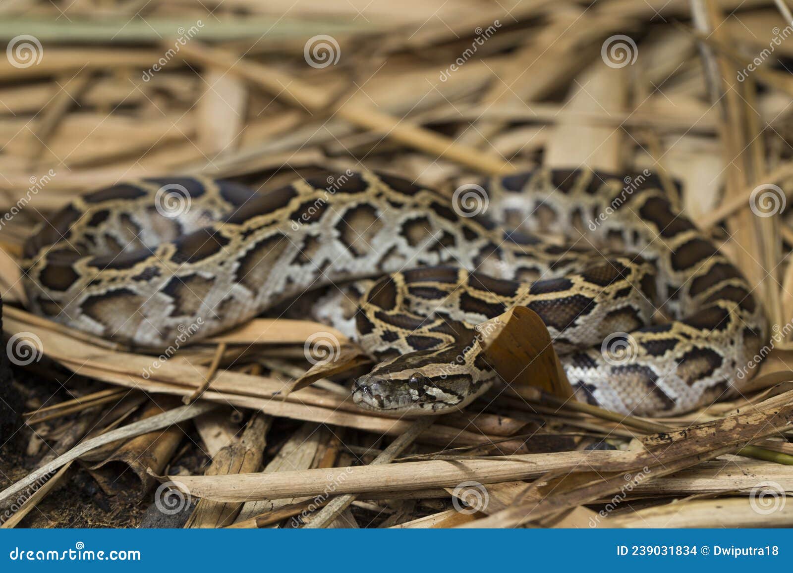 Snake Burmese Python Molurus Bivittatus Stock Photo - Image of beauty ...
