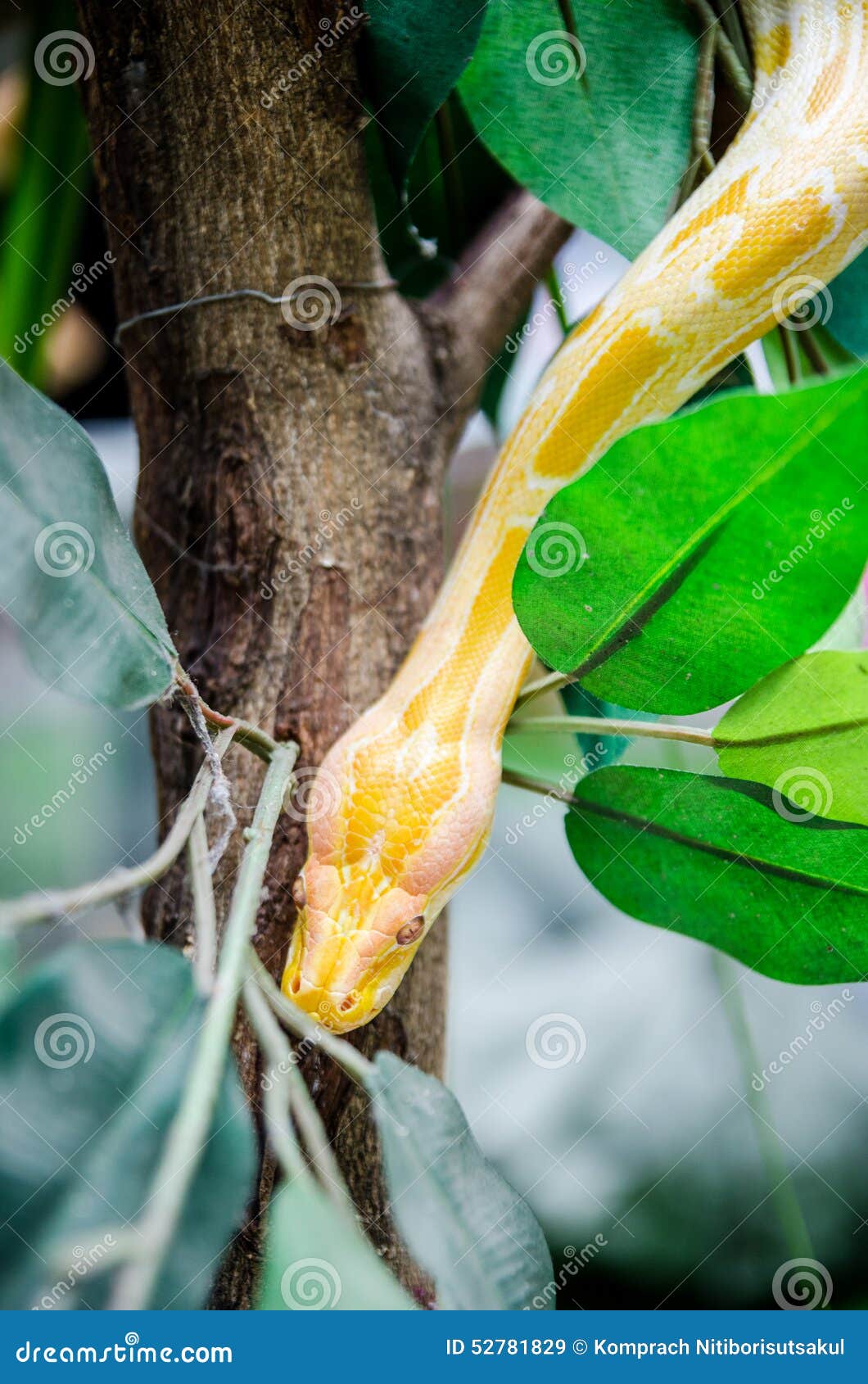 Snake Royalty-Free Stock Photo | CartoonDealer.com #52781829