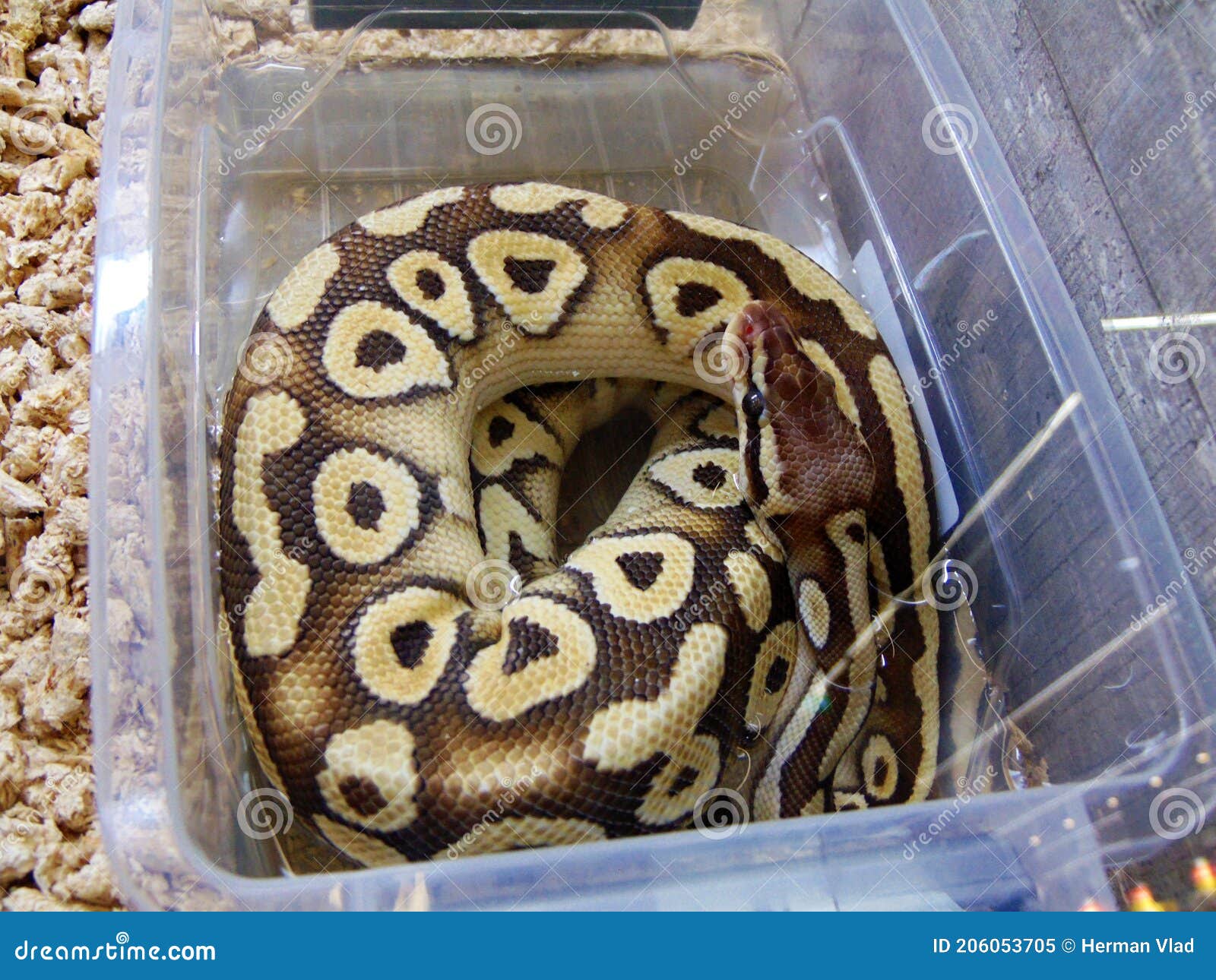 Rock Python Snake - Closeup View Stock Image - Image of dishes, farm ...