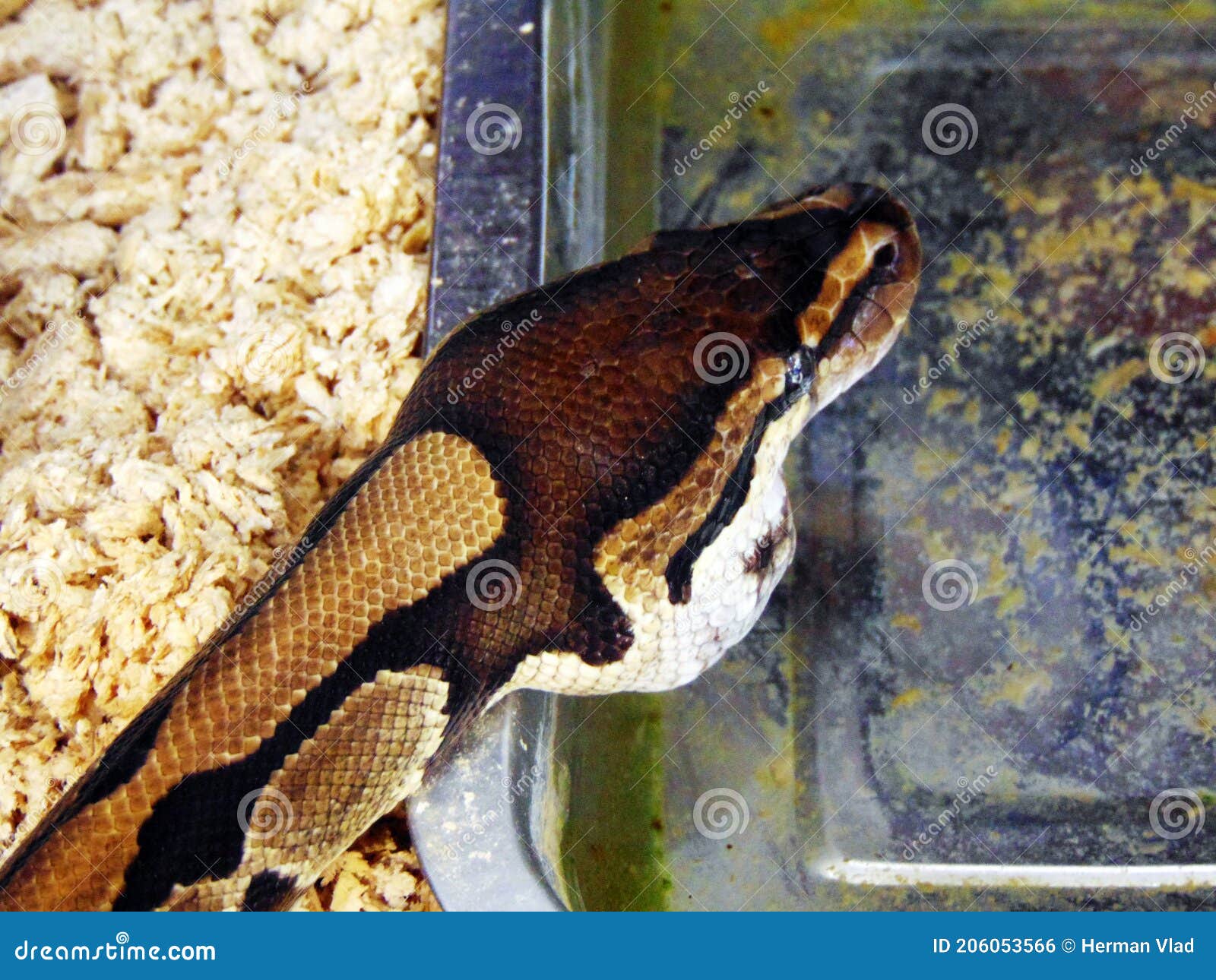 Python Snake in a Cage - Reptile Stock Photo - Image of building ...