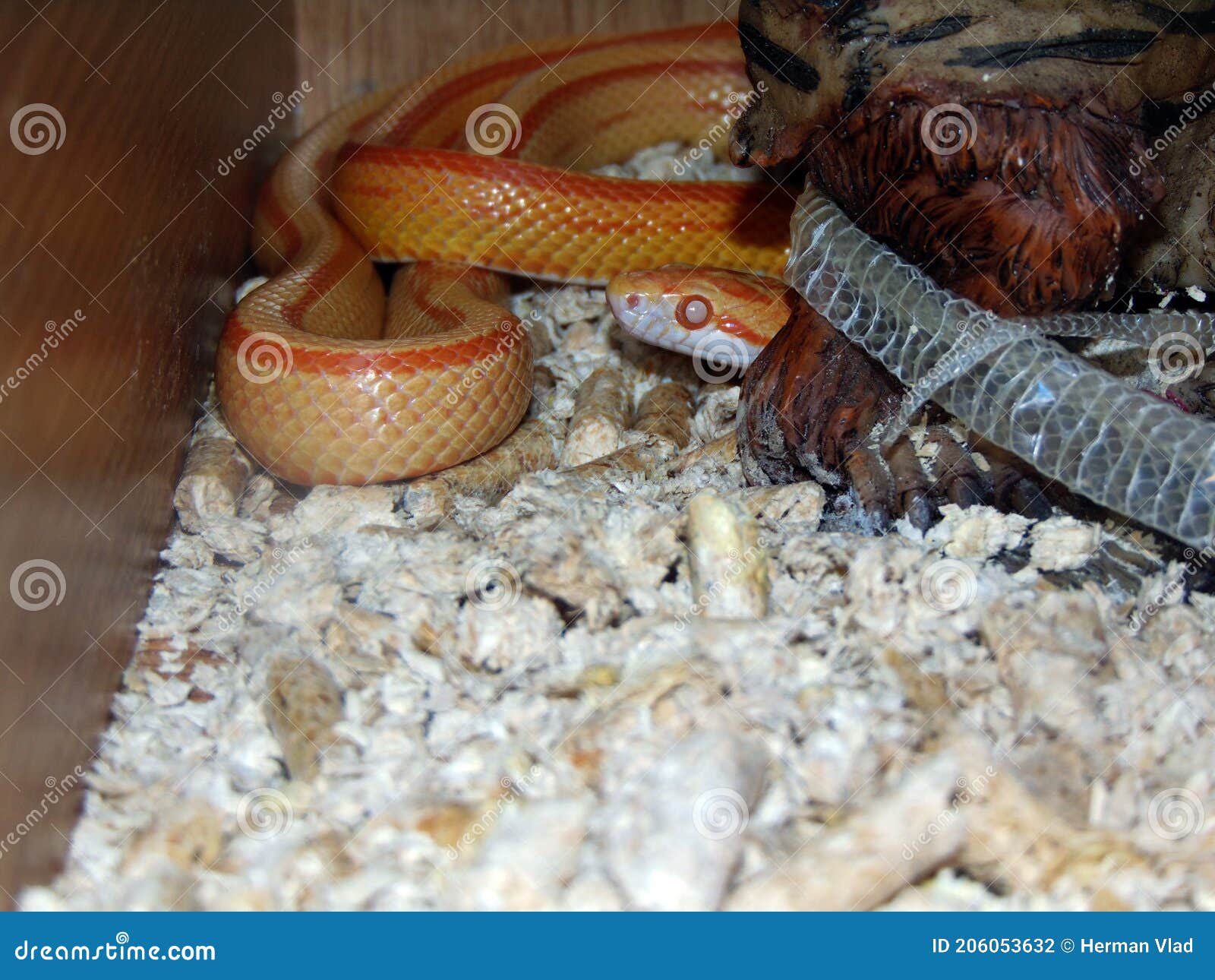 Corn snake in a cage stock photo. Image of butterfly - 206053632