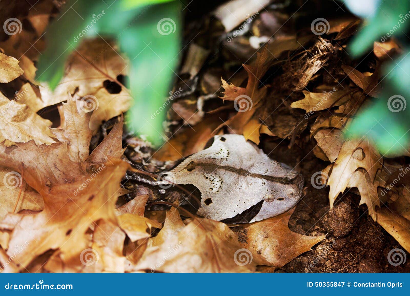 Snake camouflaged stock image. Image of blending, natural - 50355847