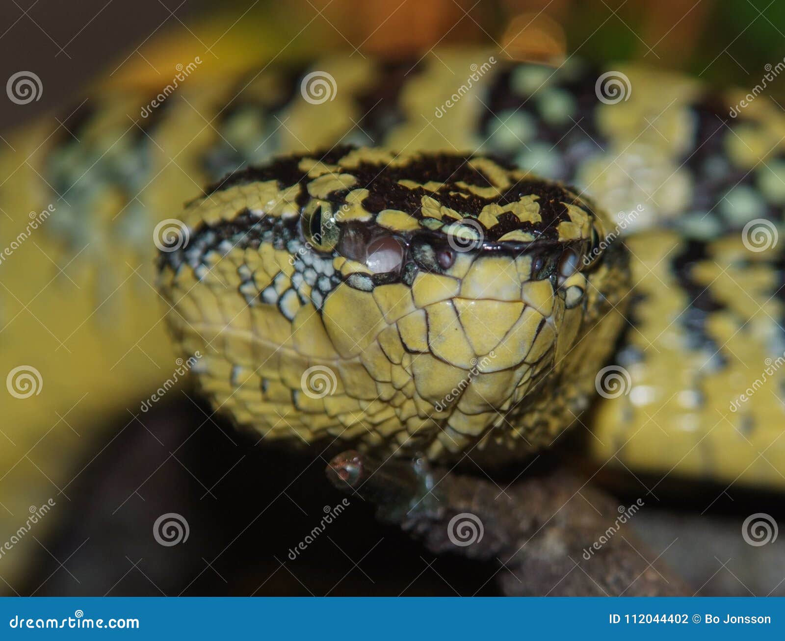 A Temple Viper, Tropidolaemys Wagleri. Stock Photo - Image of ...