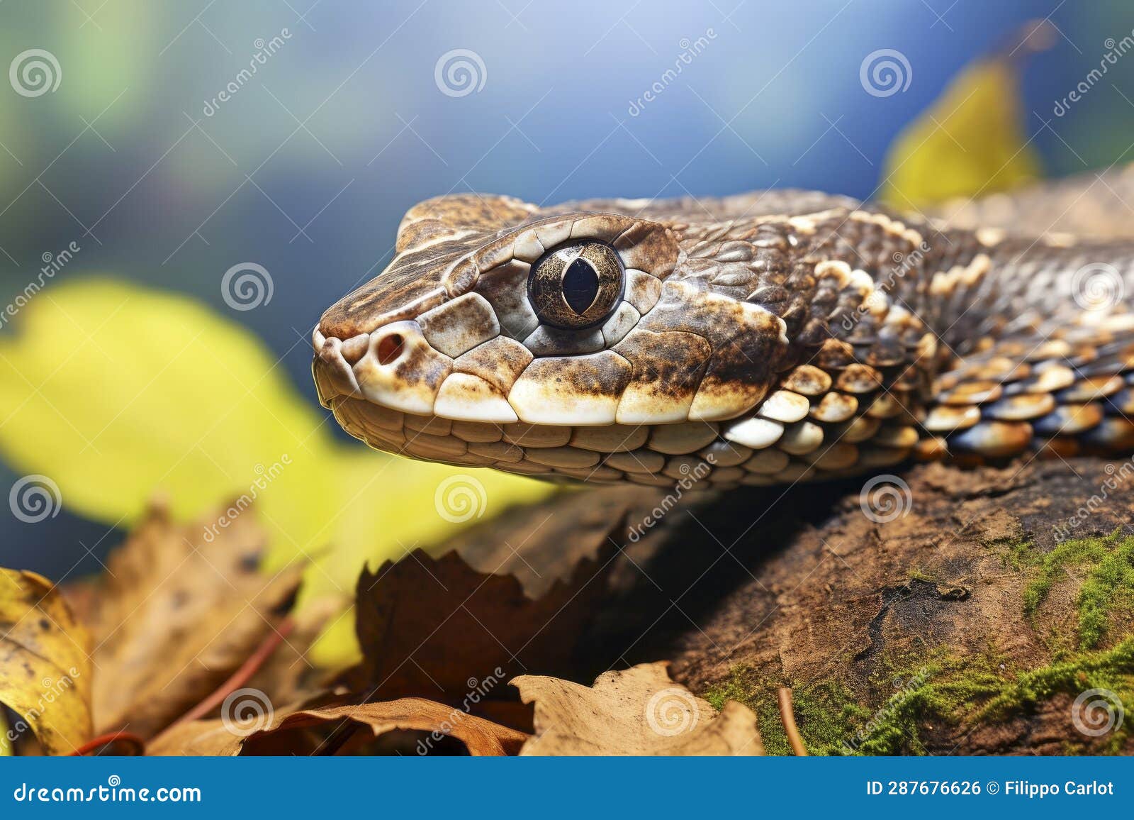 Snake Captured Shot in Nature Stock Illustration - Illustration of ...