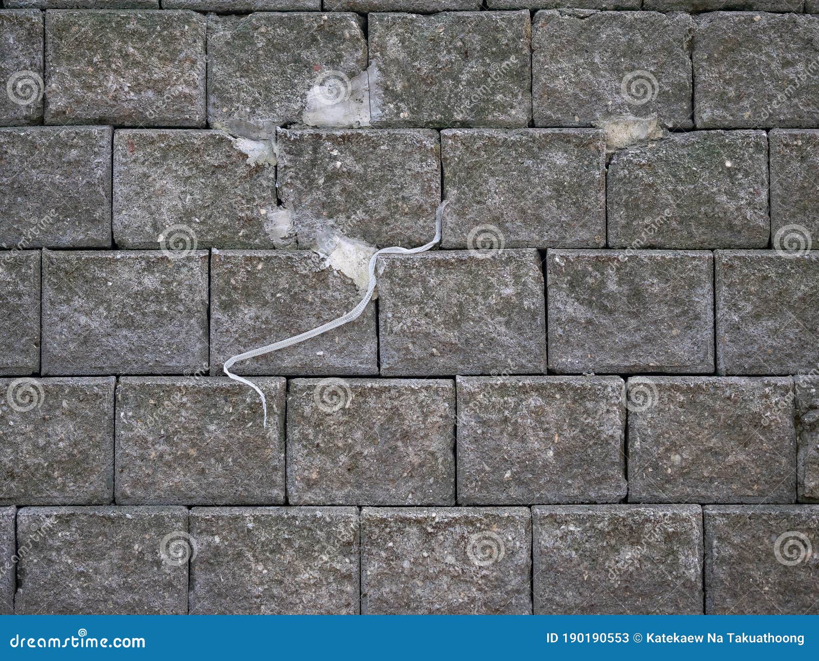 Snake carcass stock image. Image of dead, maturity, background - 190190553