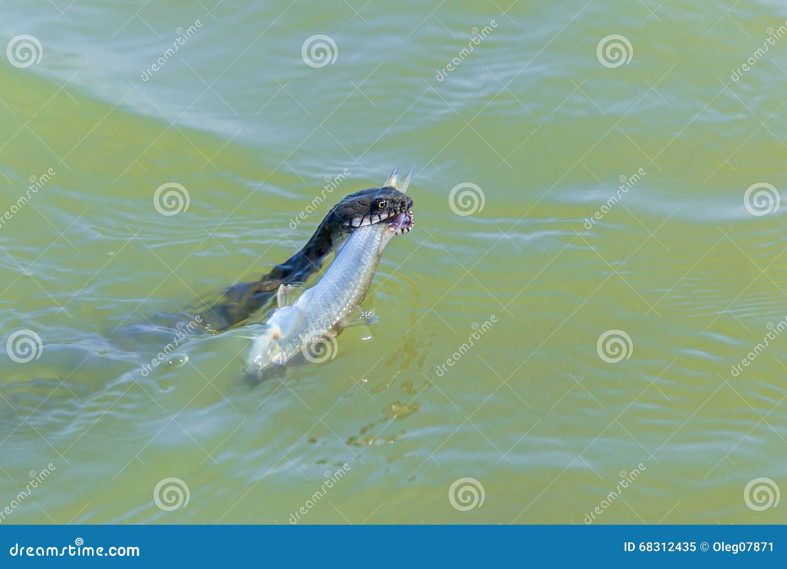 Snake catches stock image. Image of poisonous, burmese - 68312435