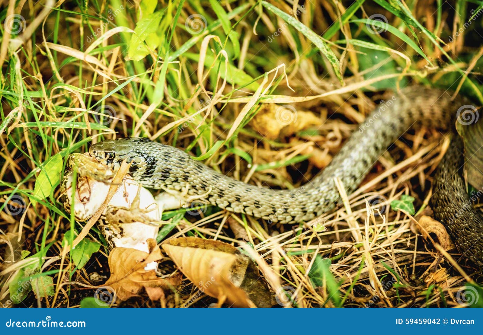 Snake Caught a Frog and is about To Swollow it Stock Photo - Image of ...