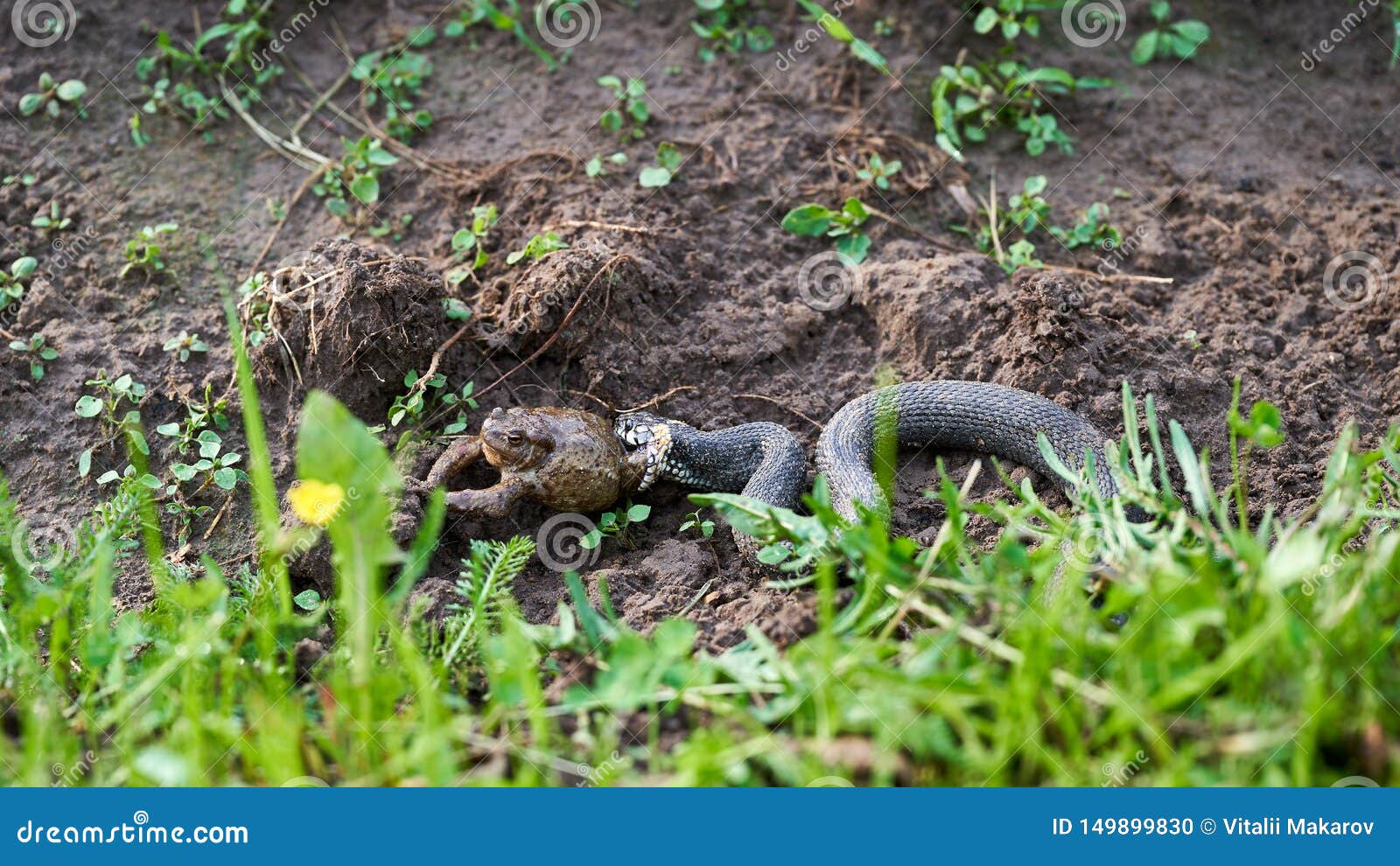 The Snake Caught a Large Toad. Snake Hunt. Stock Photo - Image of ...