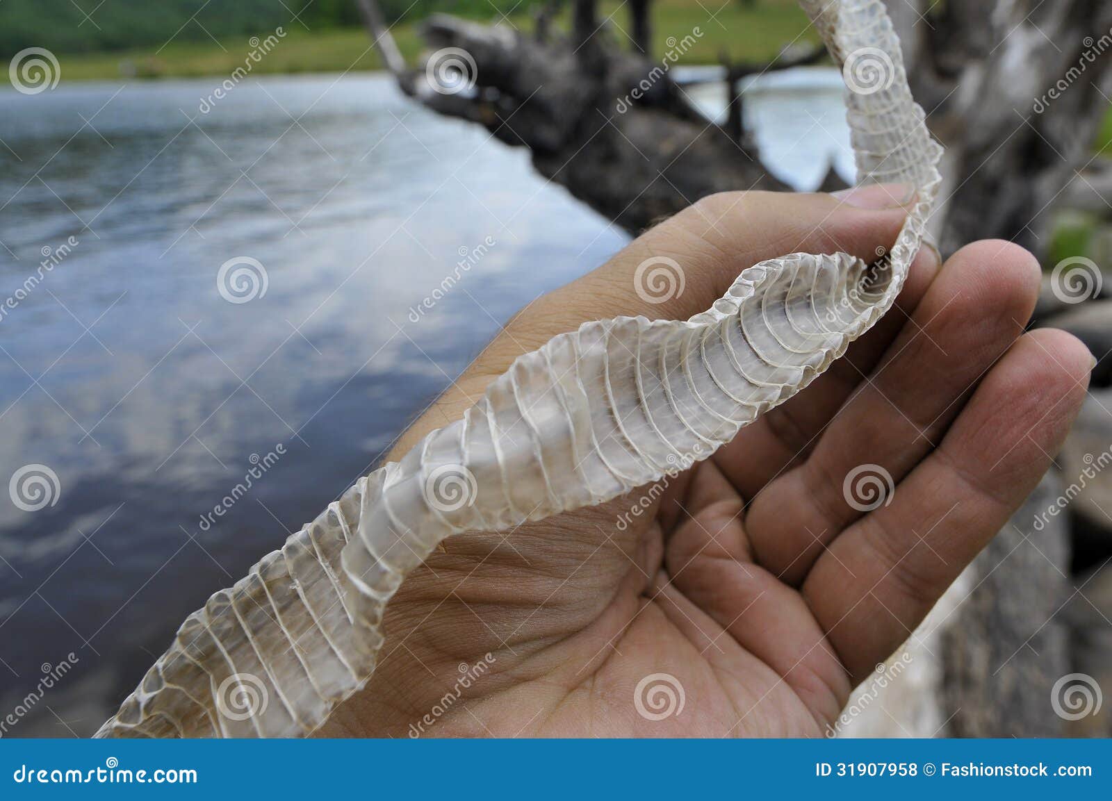 Snake changes old skin stock photo. Image of creep, leather - 31907958
