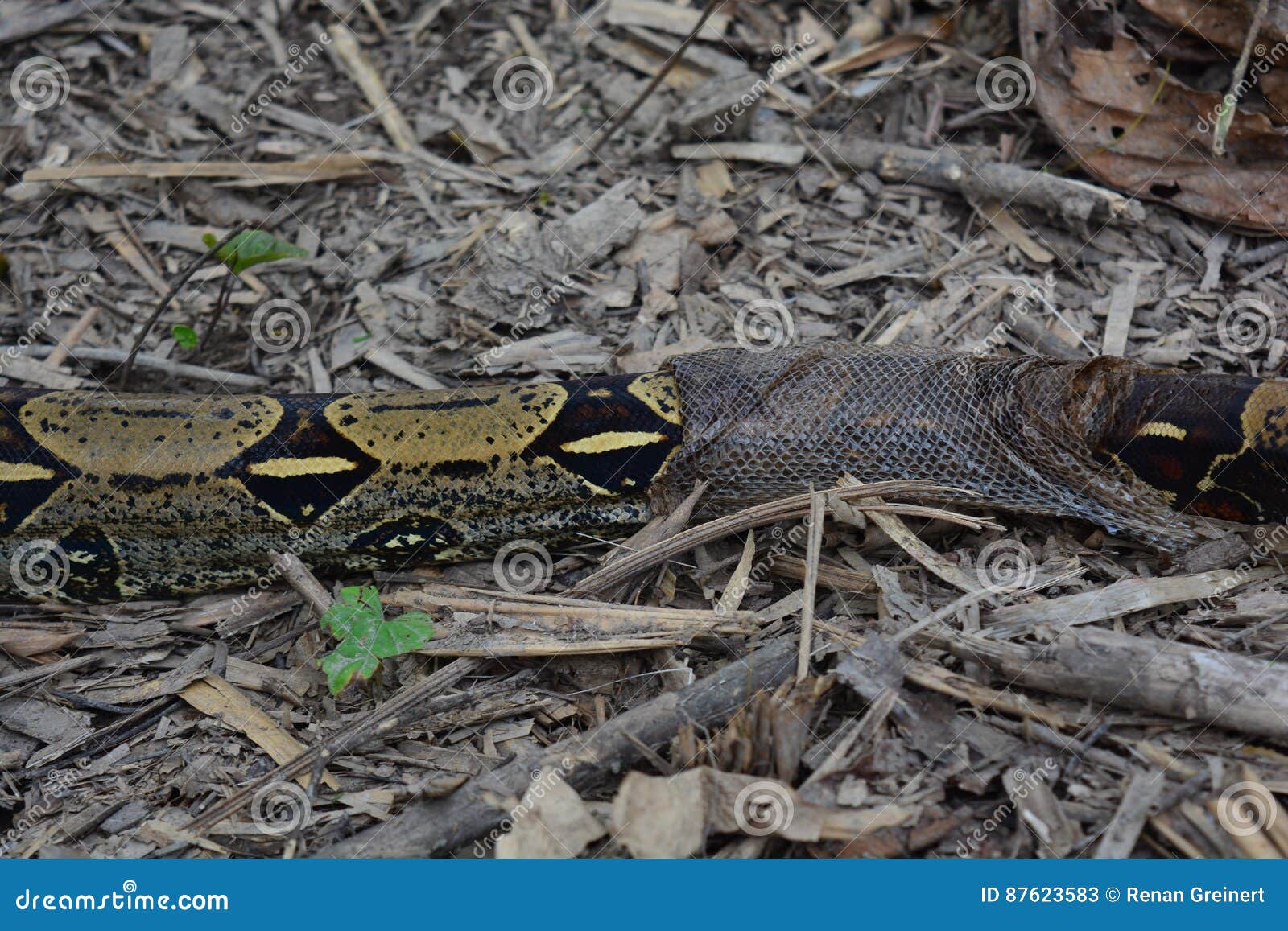 Snake Changing the Skin in Amazon Jungle, Peru Stock Image - Image of ...