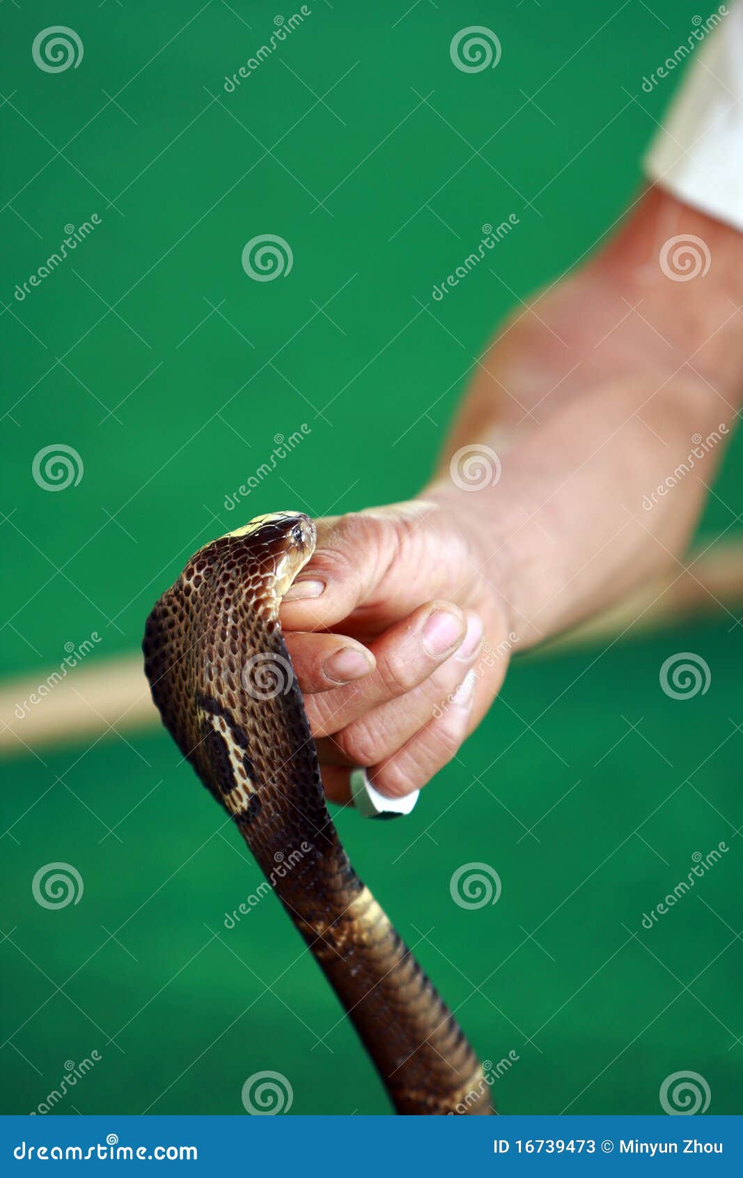Snake Charmer editorial stock photo. Image of snake, stripe - 16739473