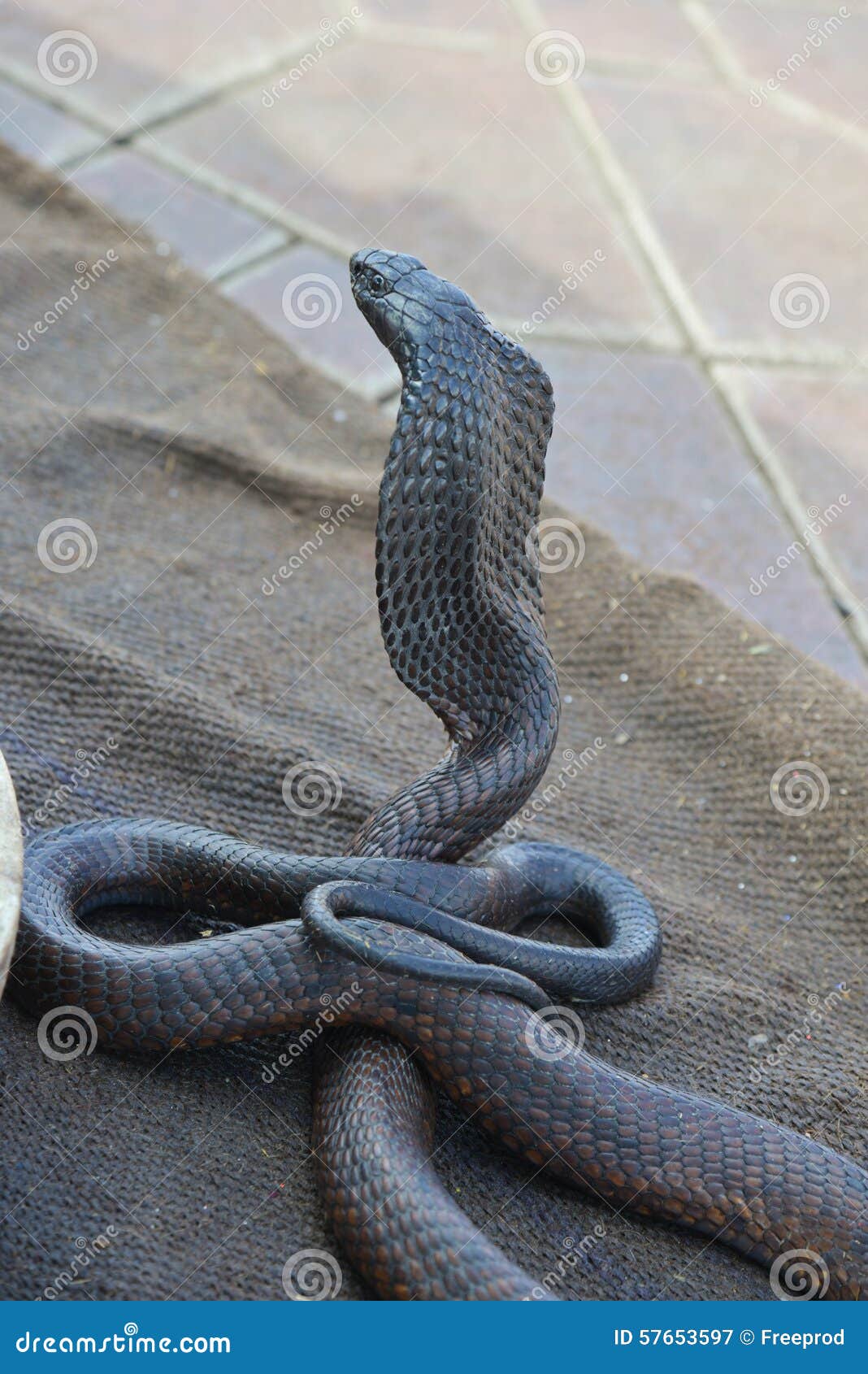 133 Cobra Morocco Photos - Free & Royalty-Free Stock Photos from Dreamstime