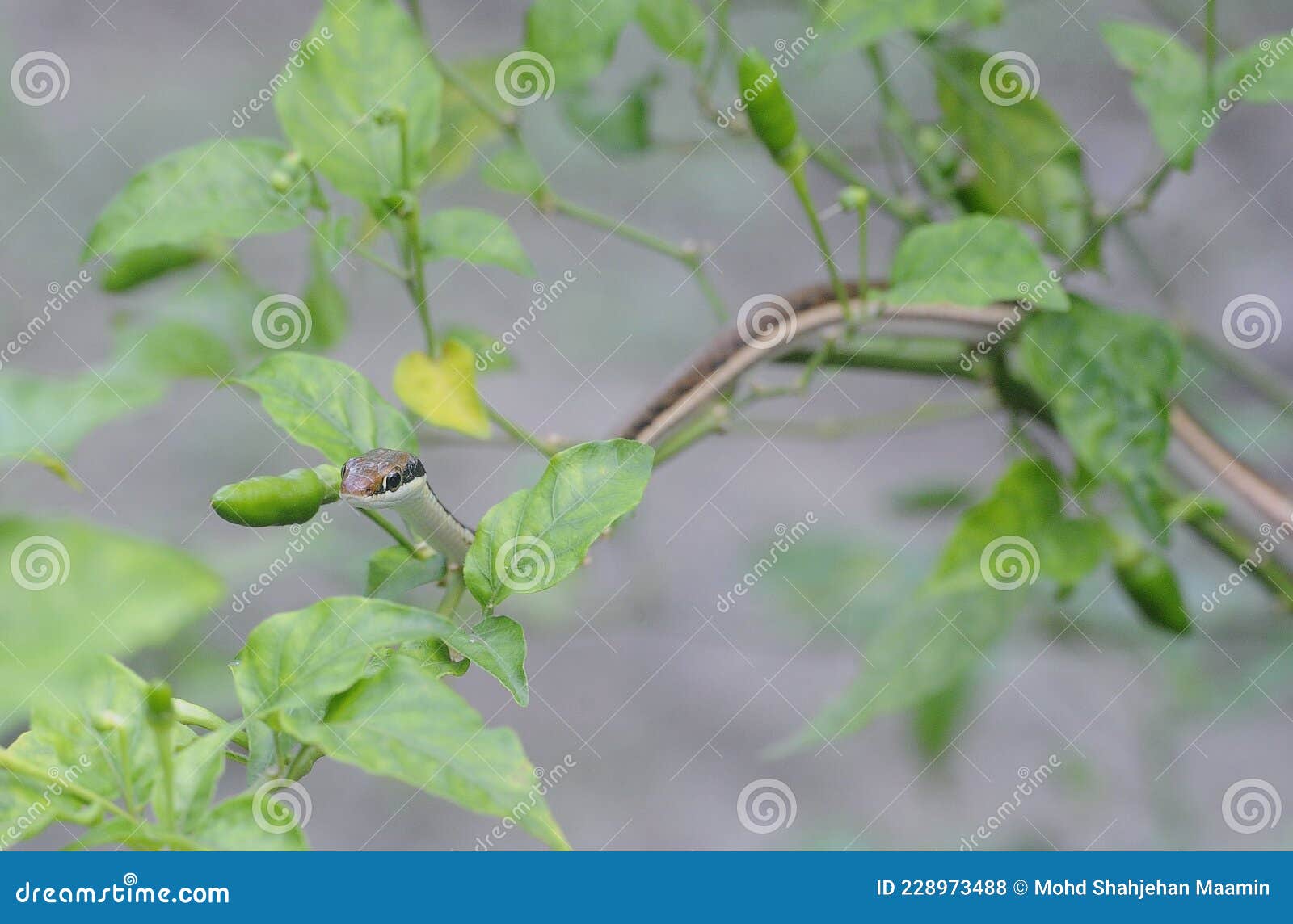 Animals and wildlife stock photo. Image of invertebrate - 228973488