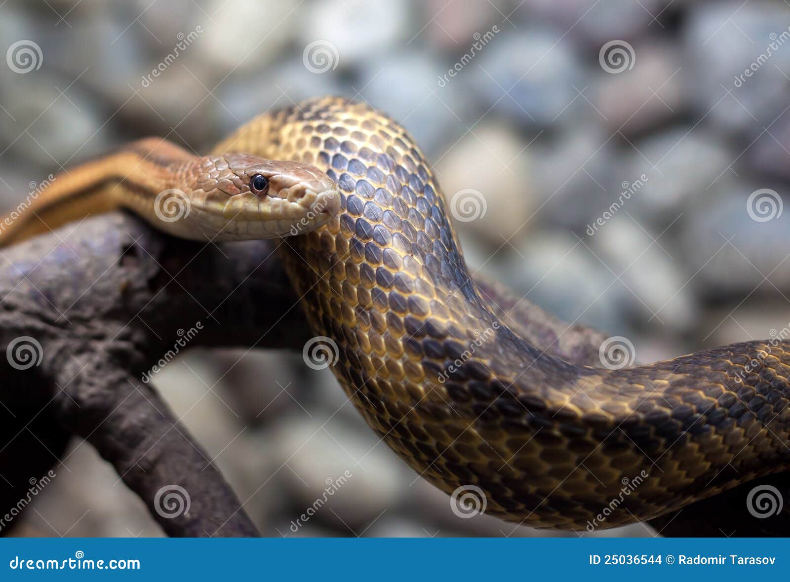 Snake in city zoo stock photo. Image of dangerous, tropical - 25036544