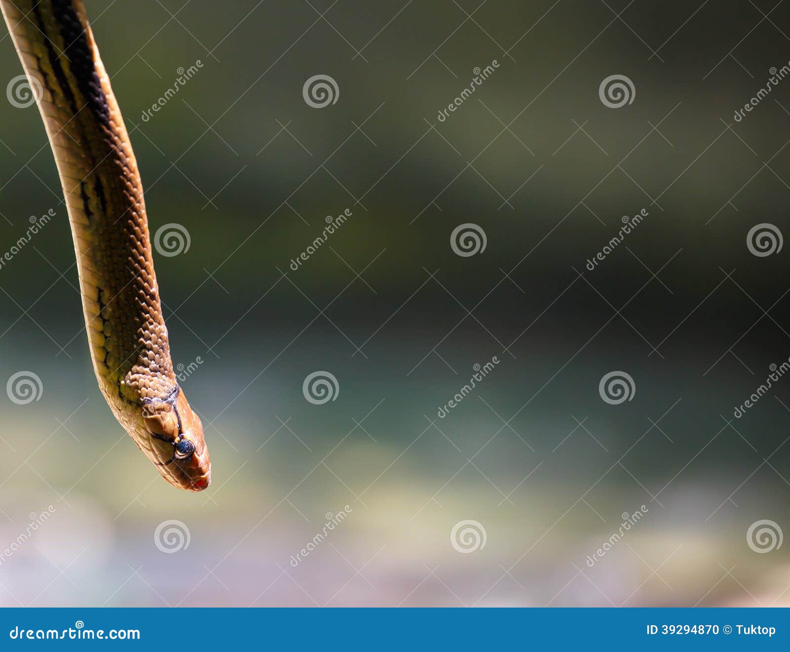 Snake stock photo. Image of reptile, head, hide, harmless - 39294870