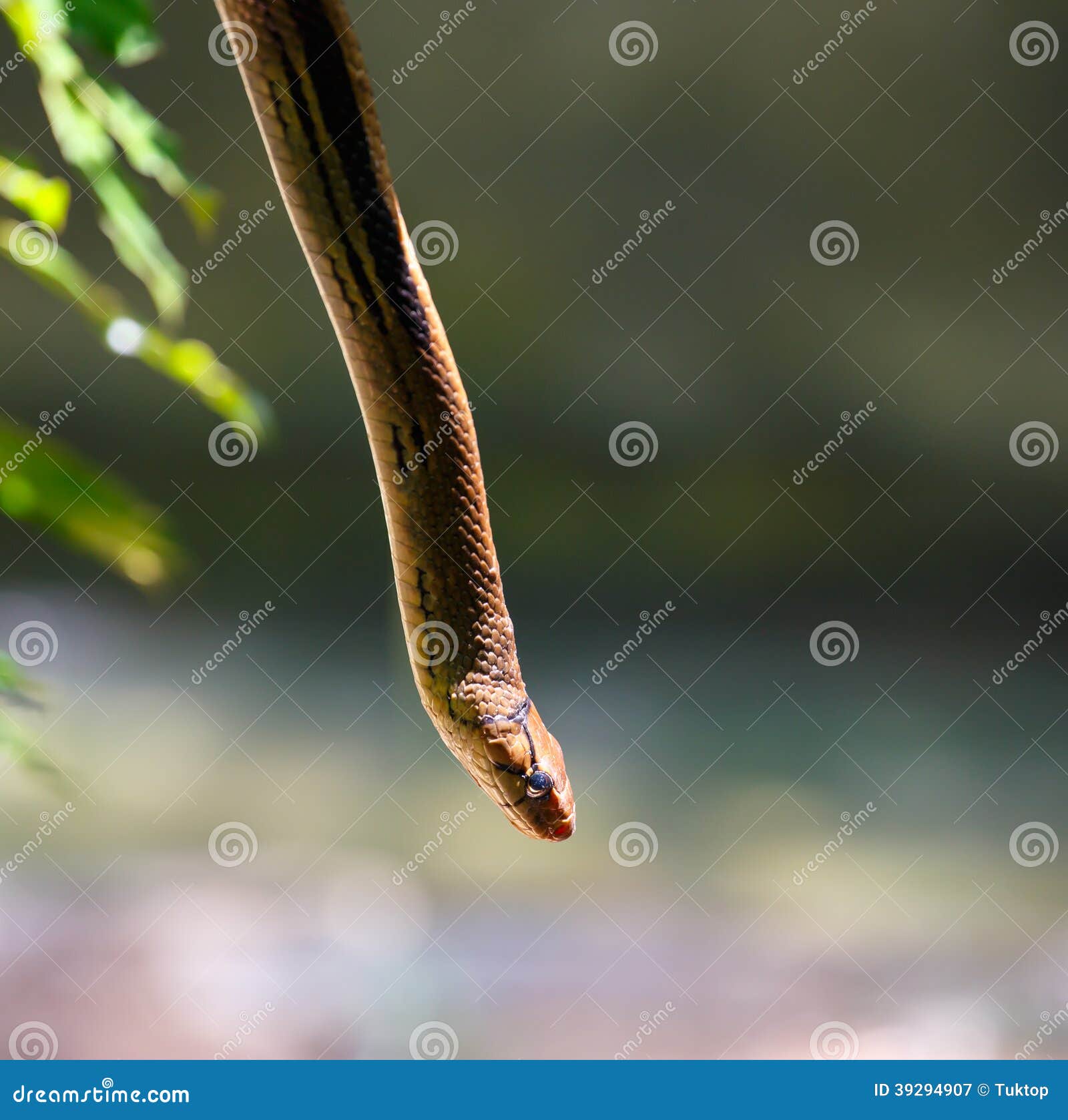 Snake stock image. Image of head, pest, brown, harmless - 39294907