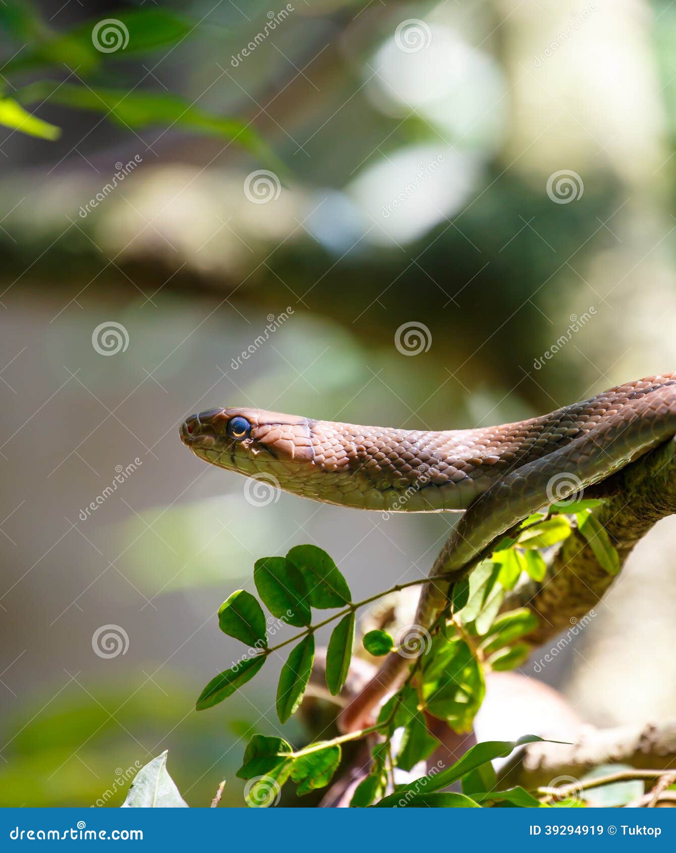 Snake stock image. Image of phobia, park, branch, spring - 39294919