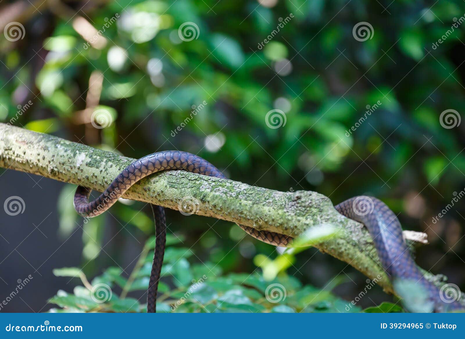 Snake stock image. Image of snake, slither, hide, park - 39294965