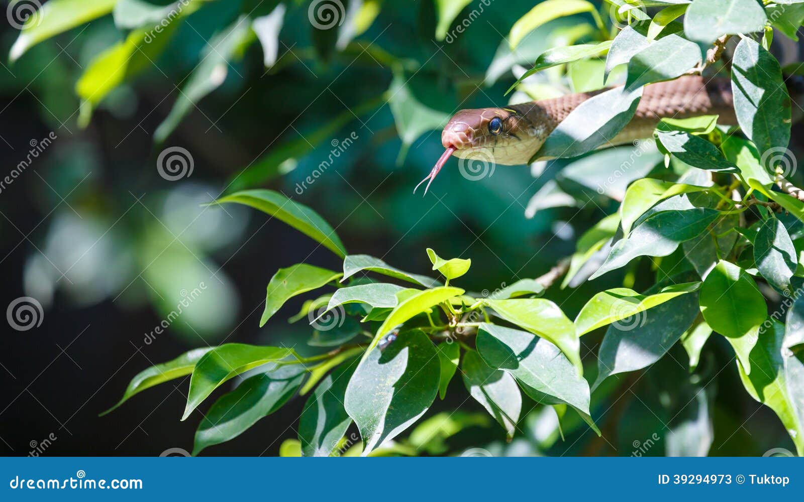 Snake stock image. Image of face, rural, bush, reptile - 39294973