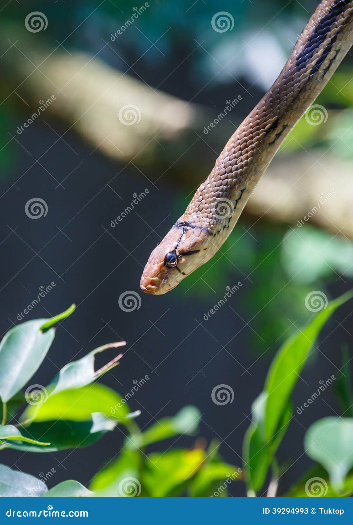 Snake stock image. Image of brown, tree, phobia, reptile - 39294993