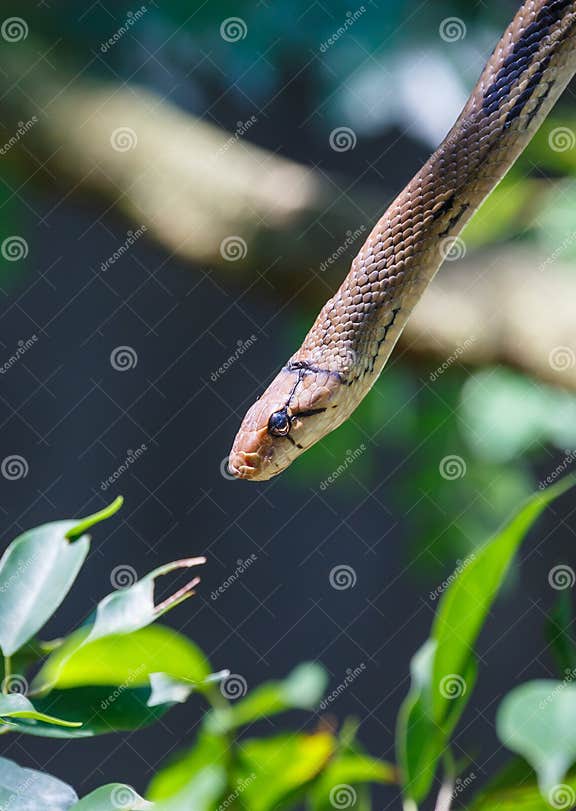 Snake stock image. Image of brown, tree, phobia, reptile - 39294993