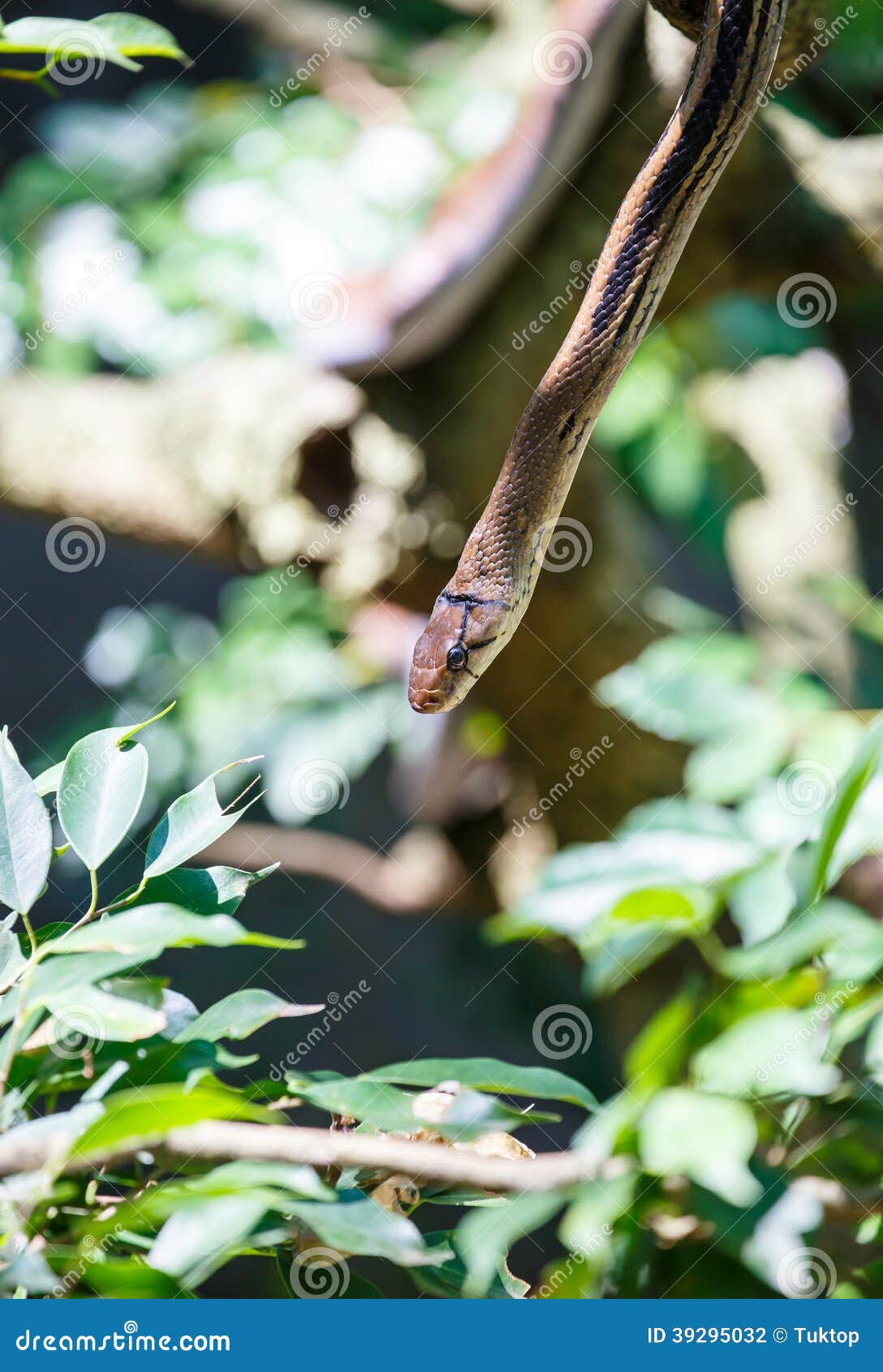 Snake stock photo. Image of spring, scary, scale, reptile - 39295032