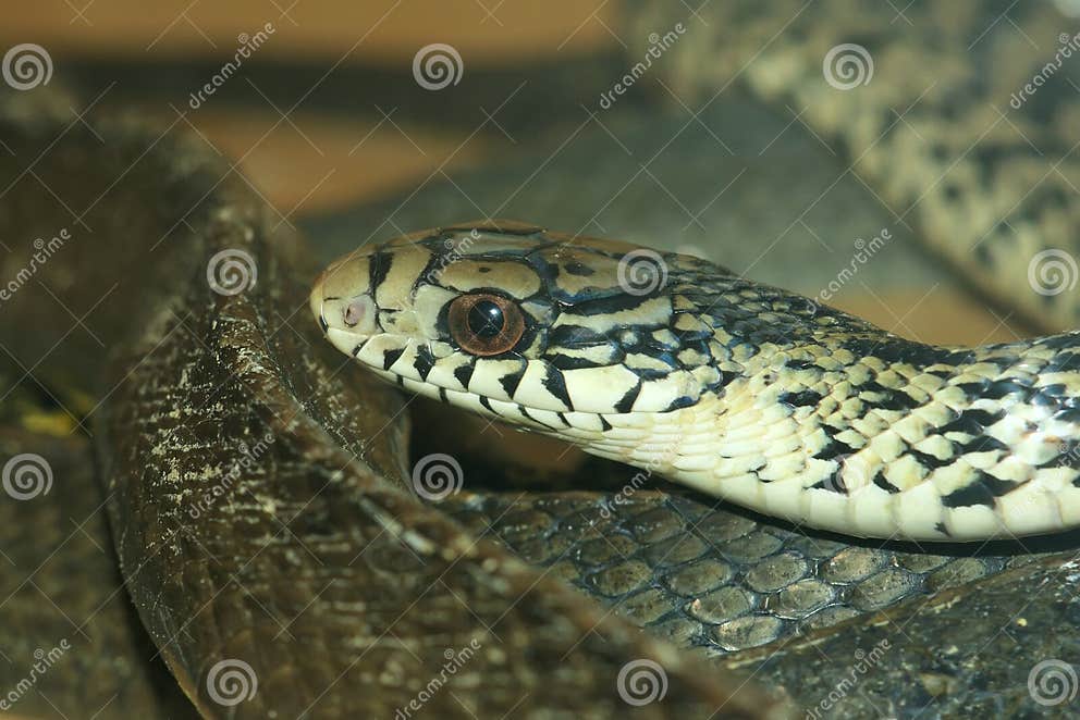 Snake stock photo. Image of elaphe, snakes, wild, animals - 35135960