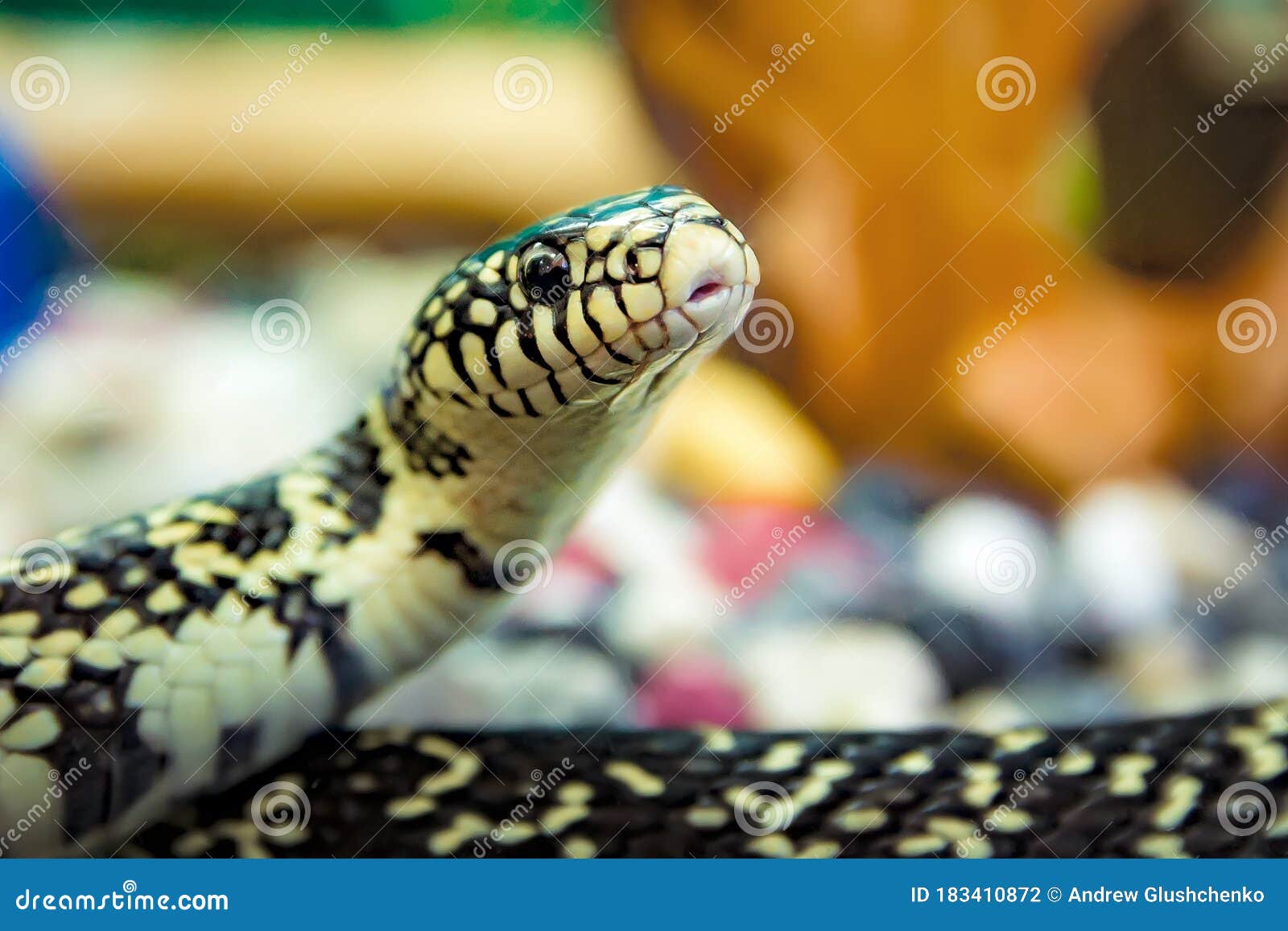 Snake Closeup, Snake Runner, Blurred Background Stock Photo - Image of ...