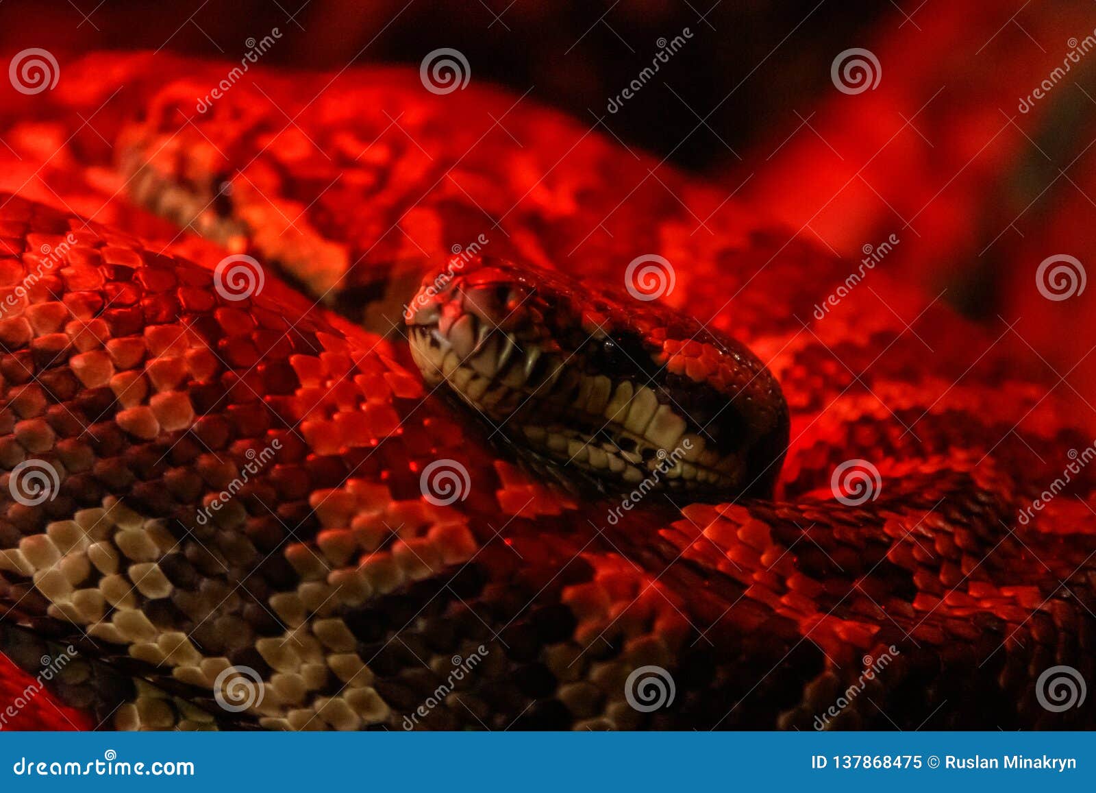 Snake Coastal Carpet Python, Morelia Spilota Mcdowelli Stock Image ...