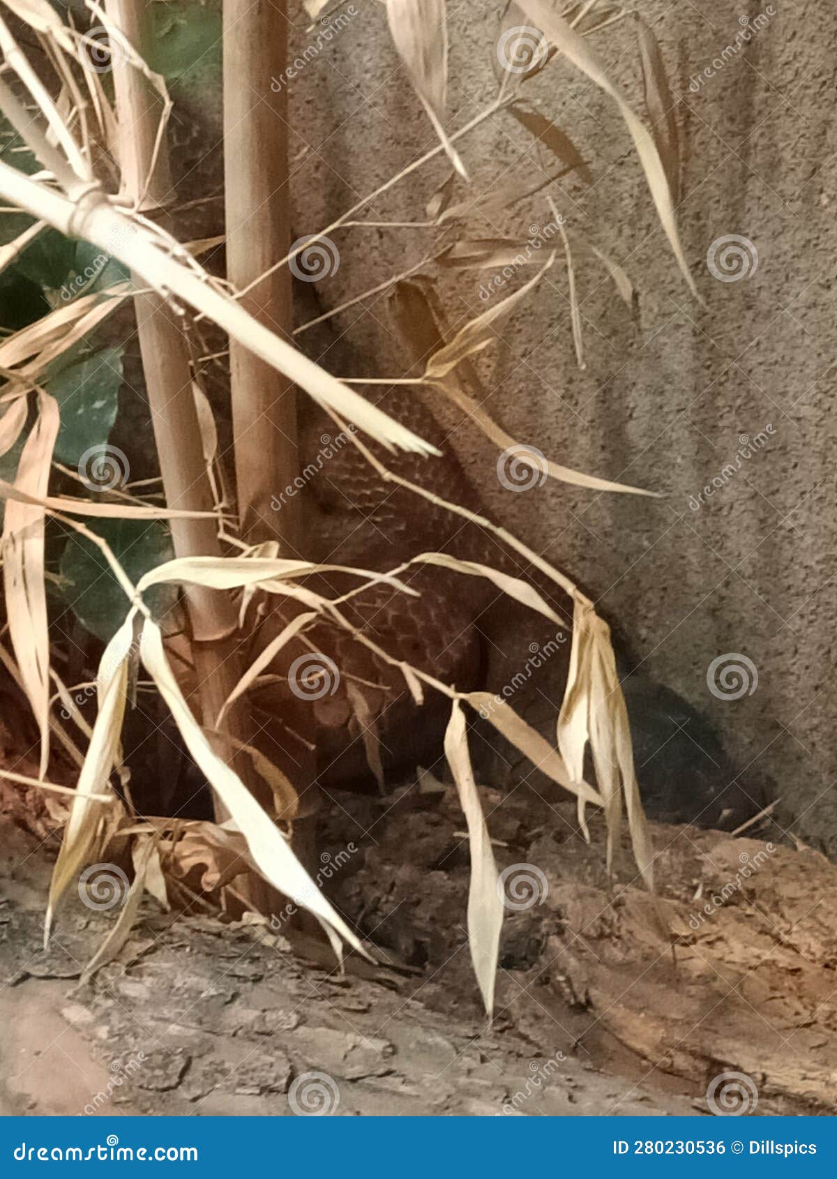 Split In Half Trunk Of A Broken Tree During A Strong Wind In The City ...