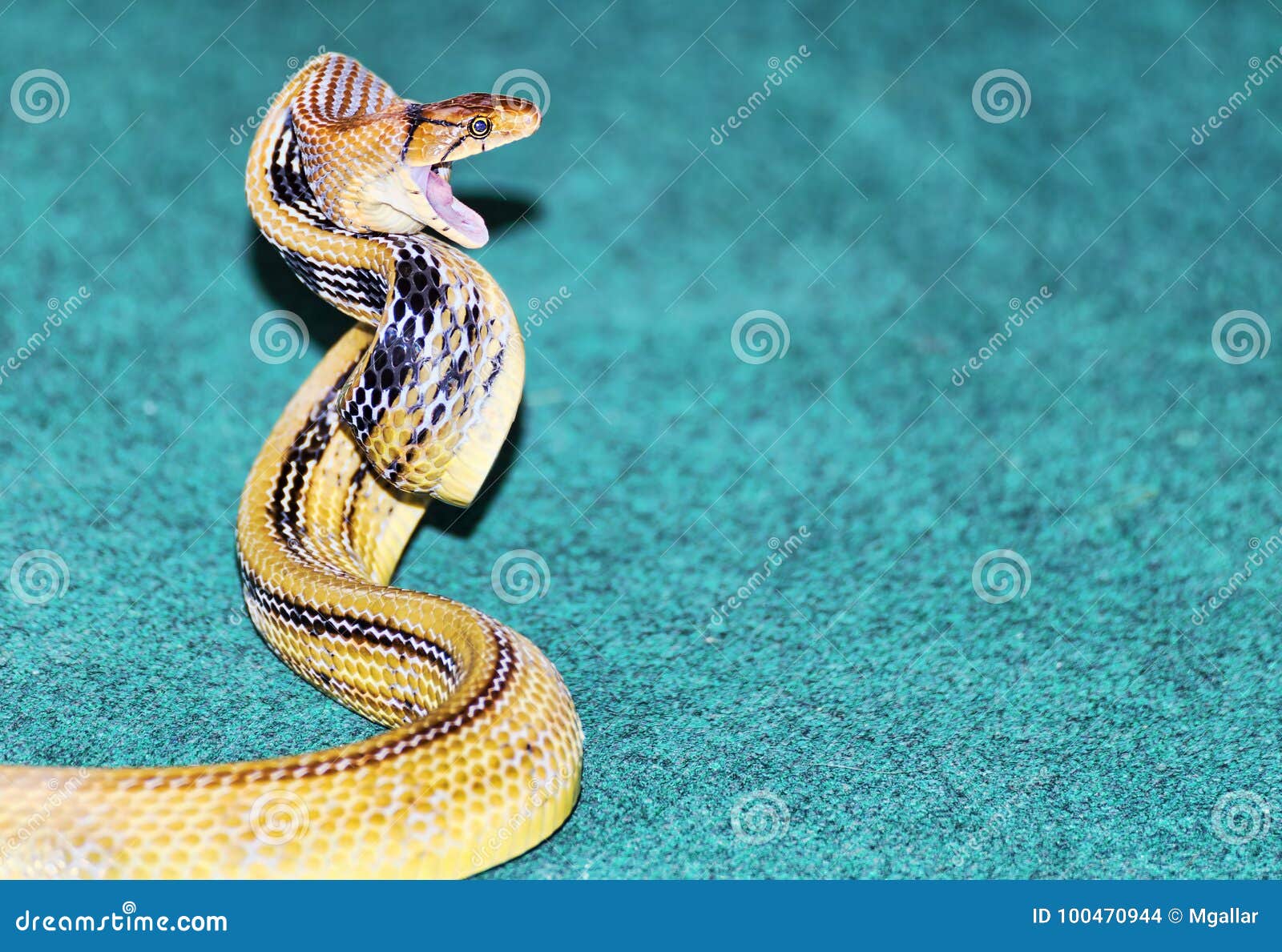 The Snake Coelognathus Radiatus is Ready To Attack Stock Photo - Image ...
