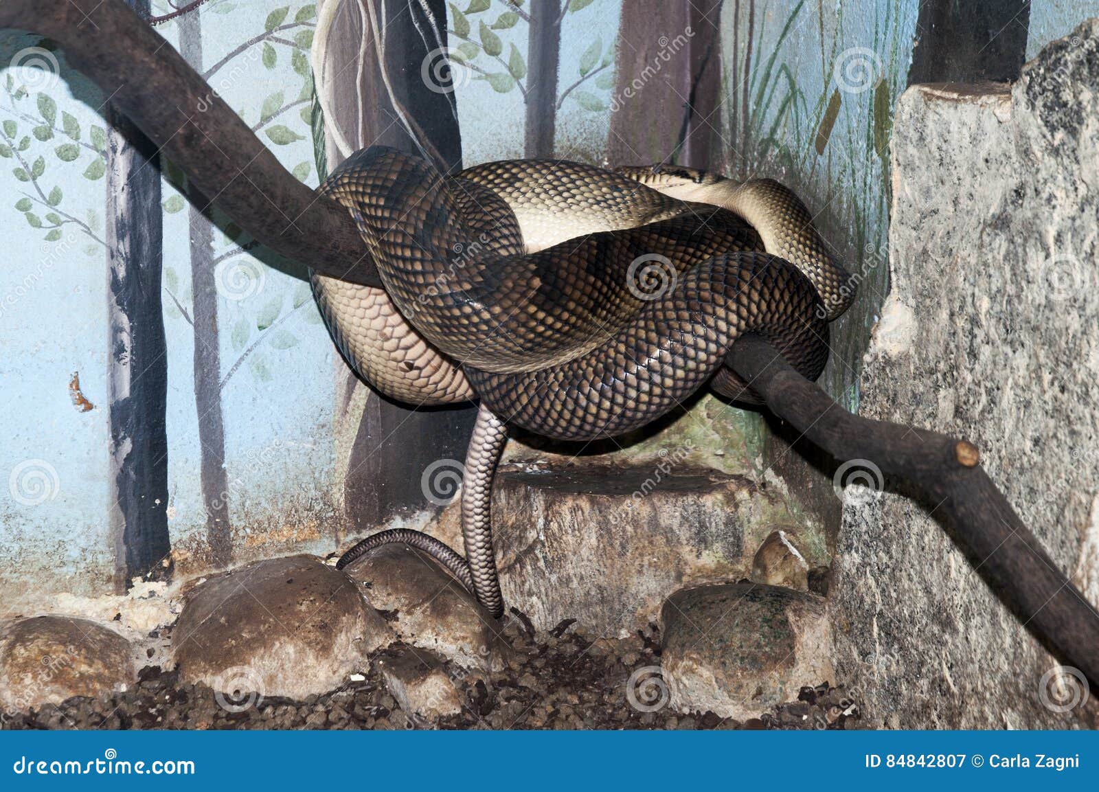 Snake coiled on a branch stock image. Image of wildlife - 84842807