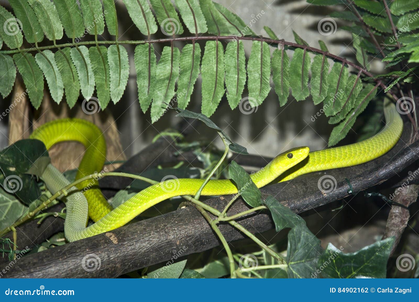 Snake coiled on a branch 2 stock photo. Image of python - 84902162