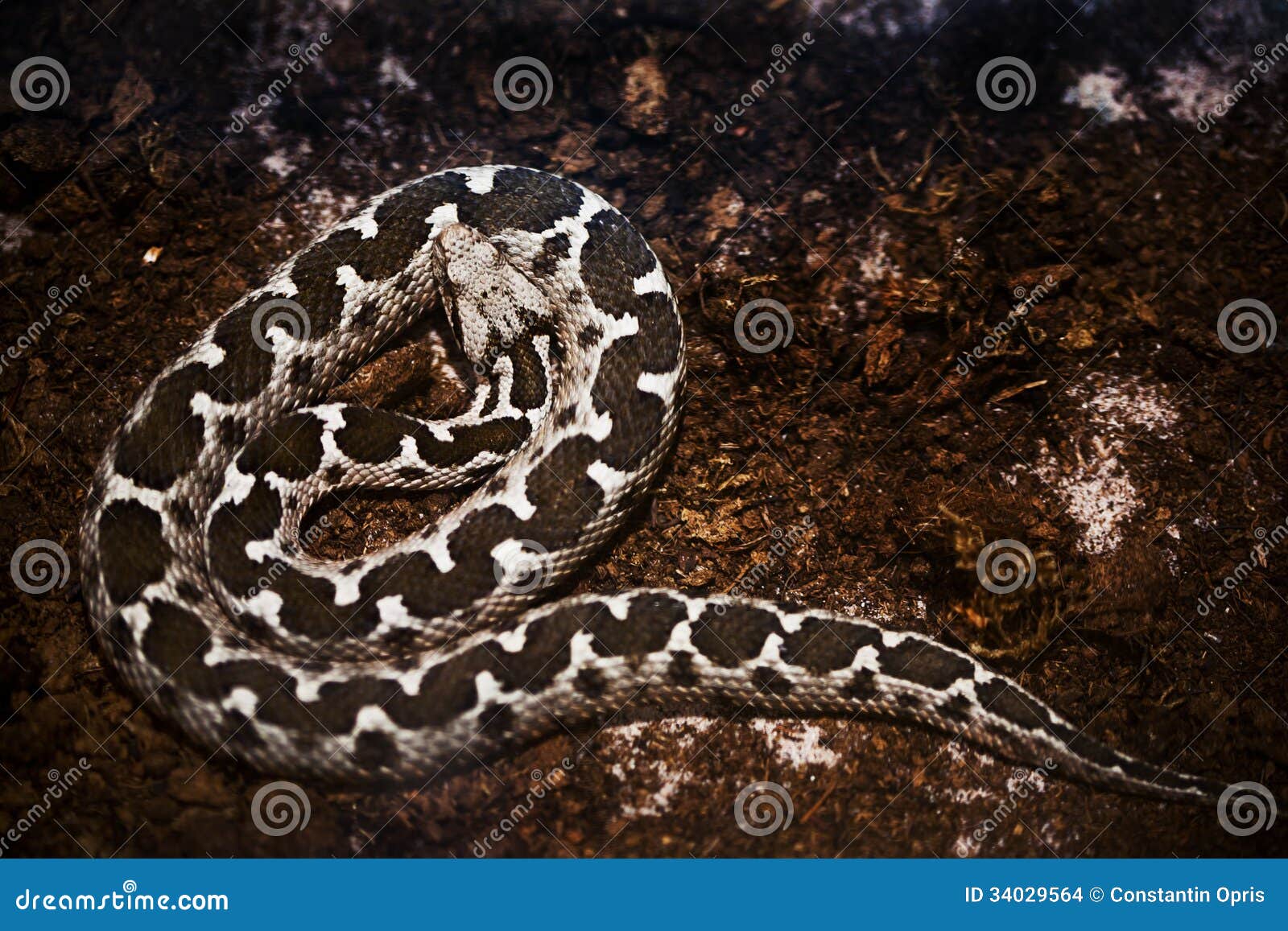 Snake coiled on ground stock photo. Image of venom, design - 34029564