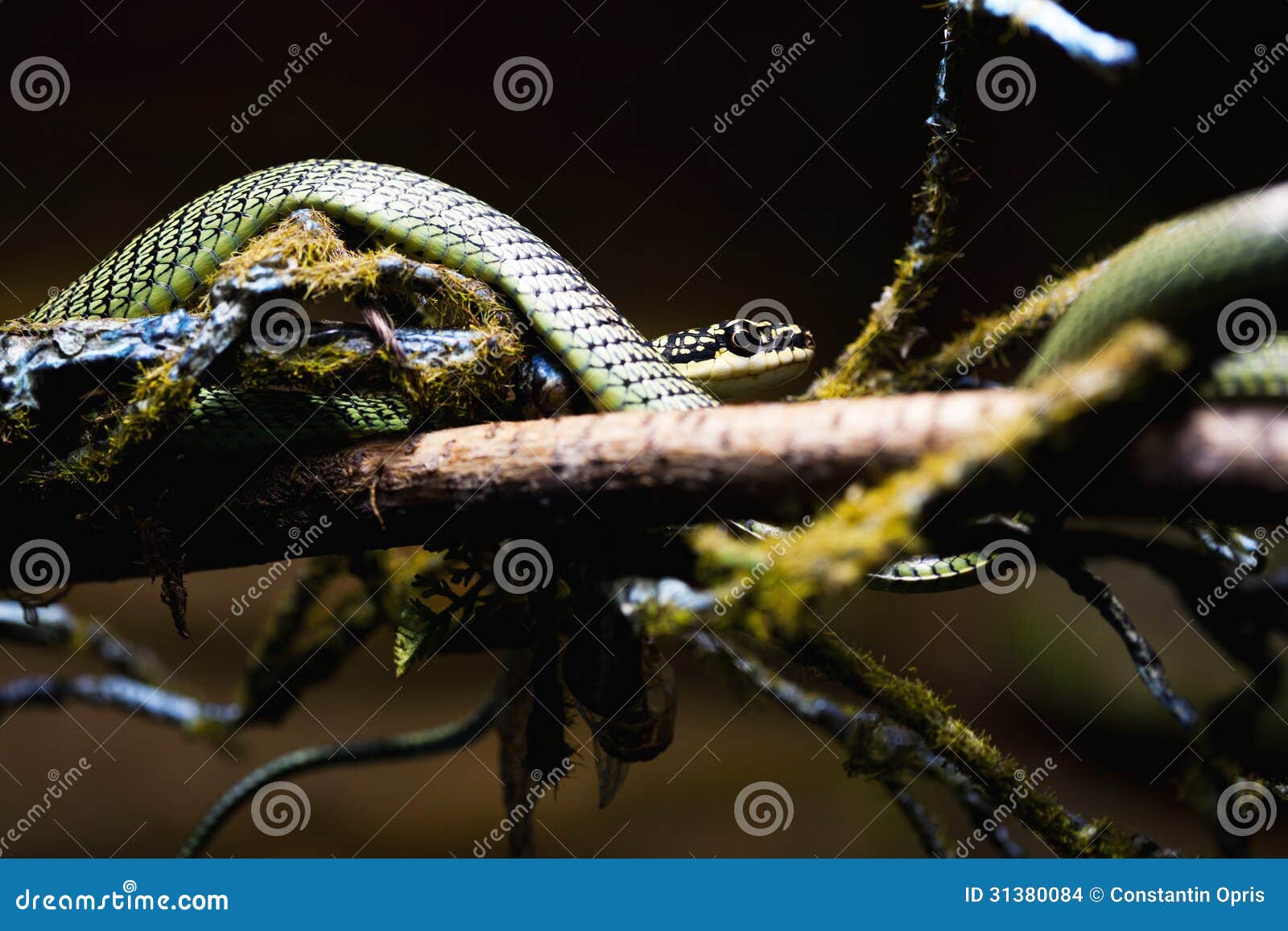 Snake coiled in tree stock photo. Image of green, snake - 31380084