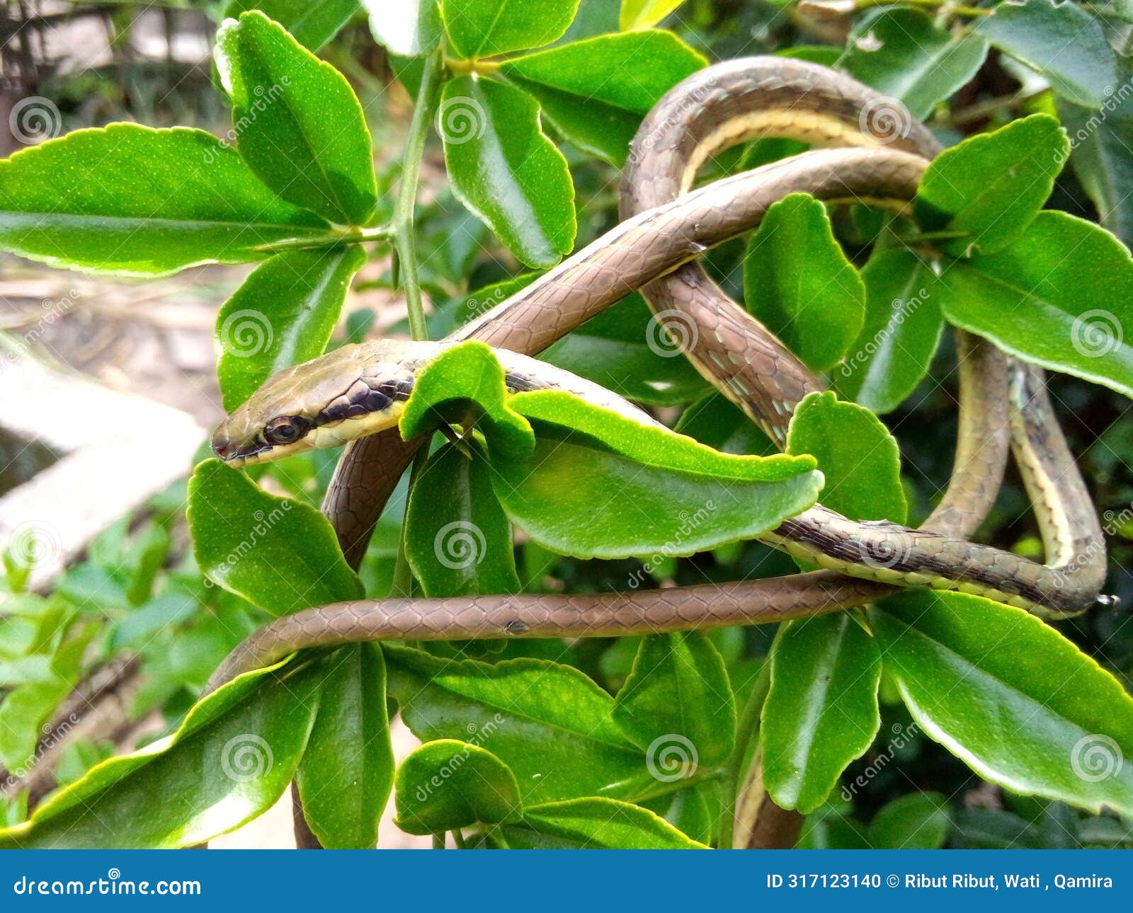 Snake coiled on a tree stock photo. Image of snake, venomous - 317123140