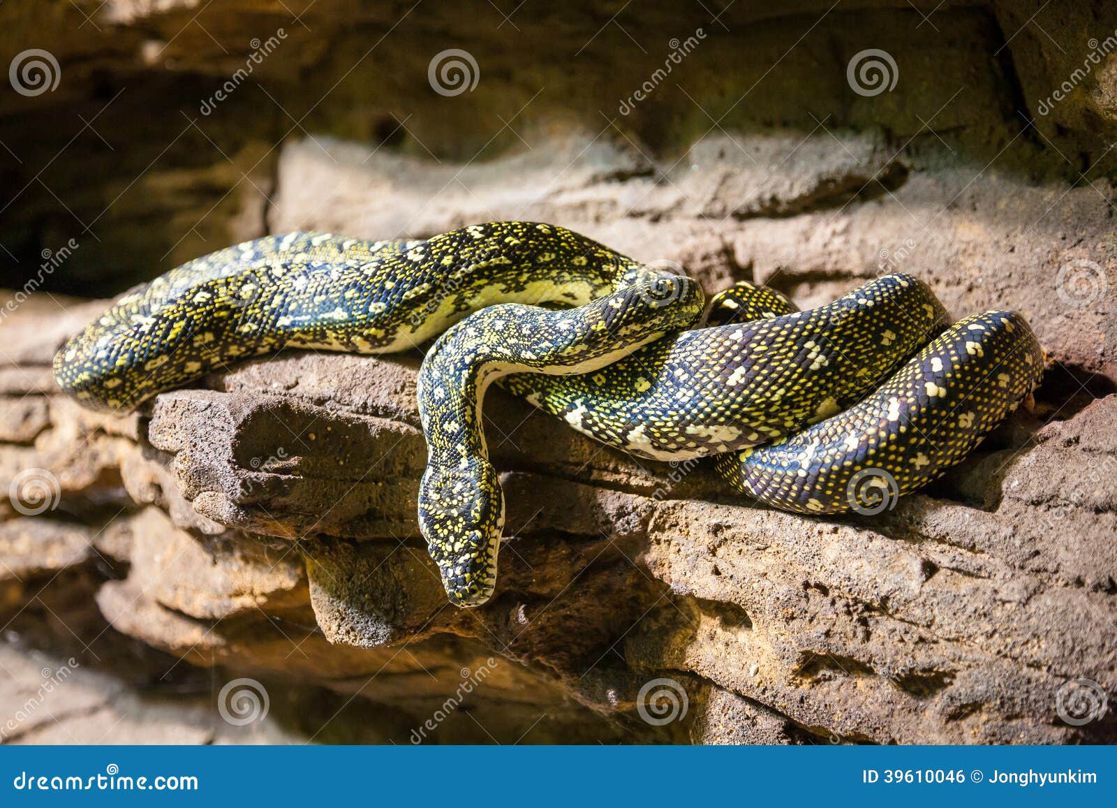 Snake is Coiled Up on a Rock Stock Photo - Image of long, danger: 39610046