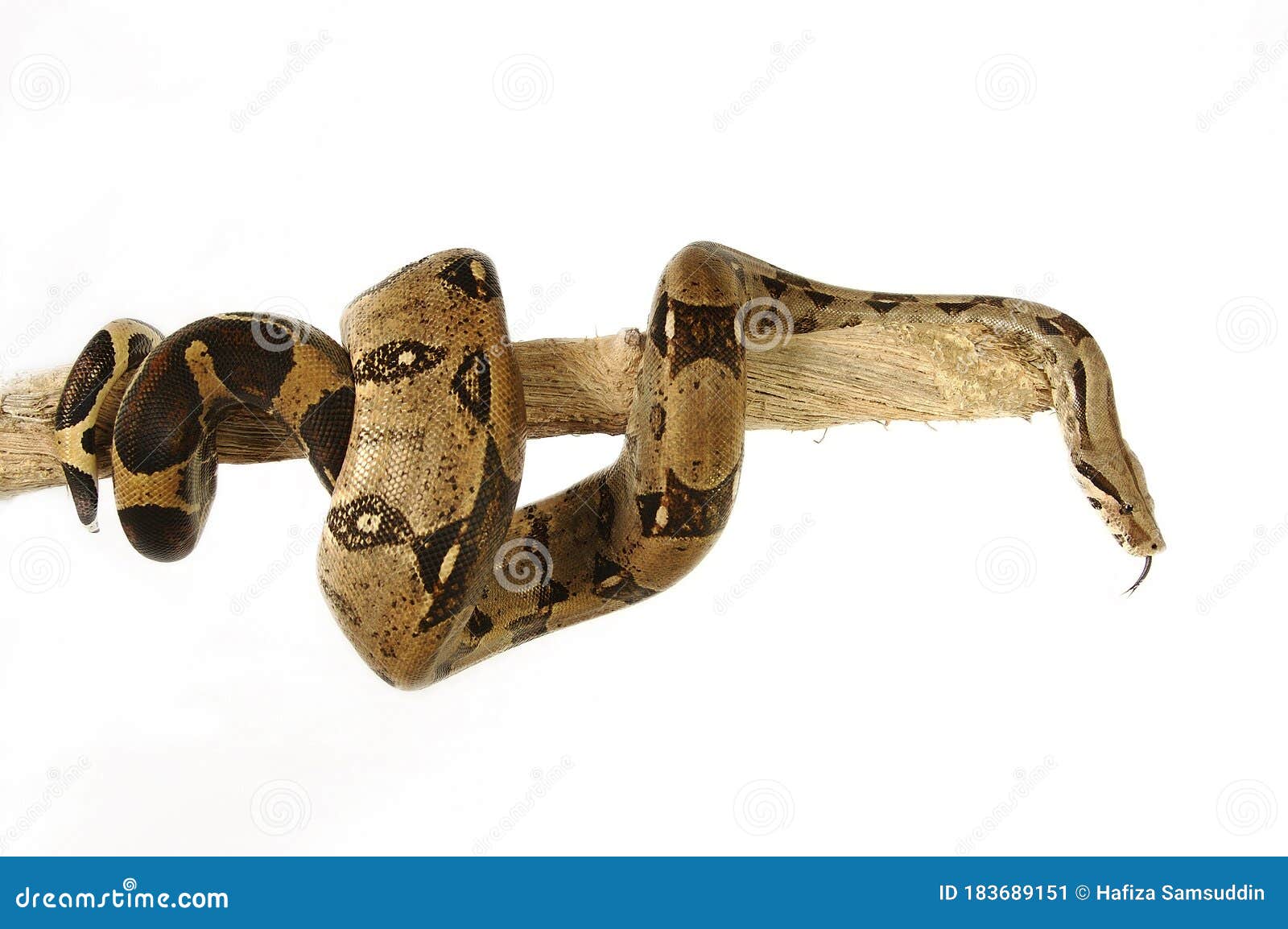 A Snake Coiling Up a Branch Stock Image - Image of reptile, coiling ...