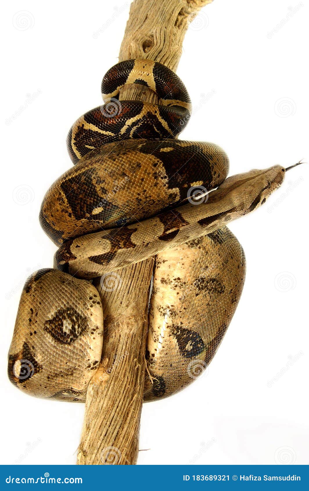 A Snake Coiling Up a Branch Stock Image - Image of scaly, close: 183689321