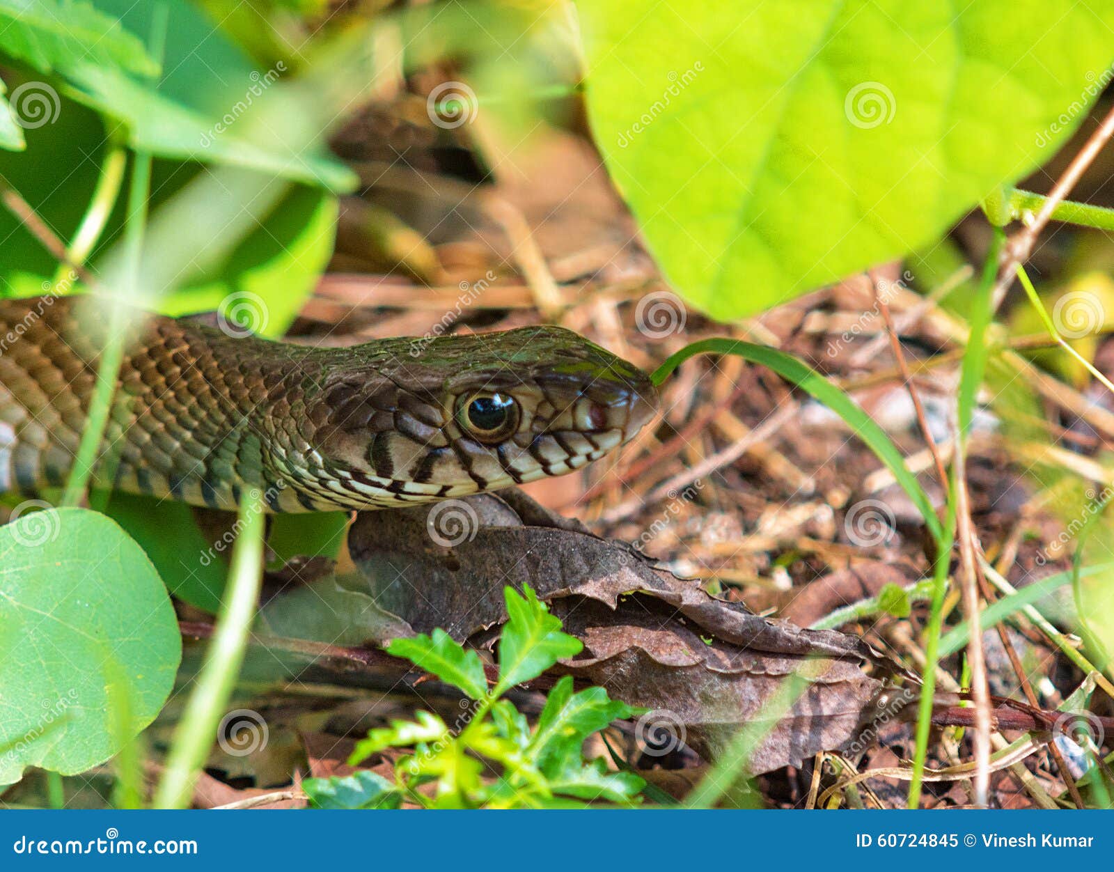 Snake stock image. Image of common, deadily, jungle, scales - 60724845